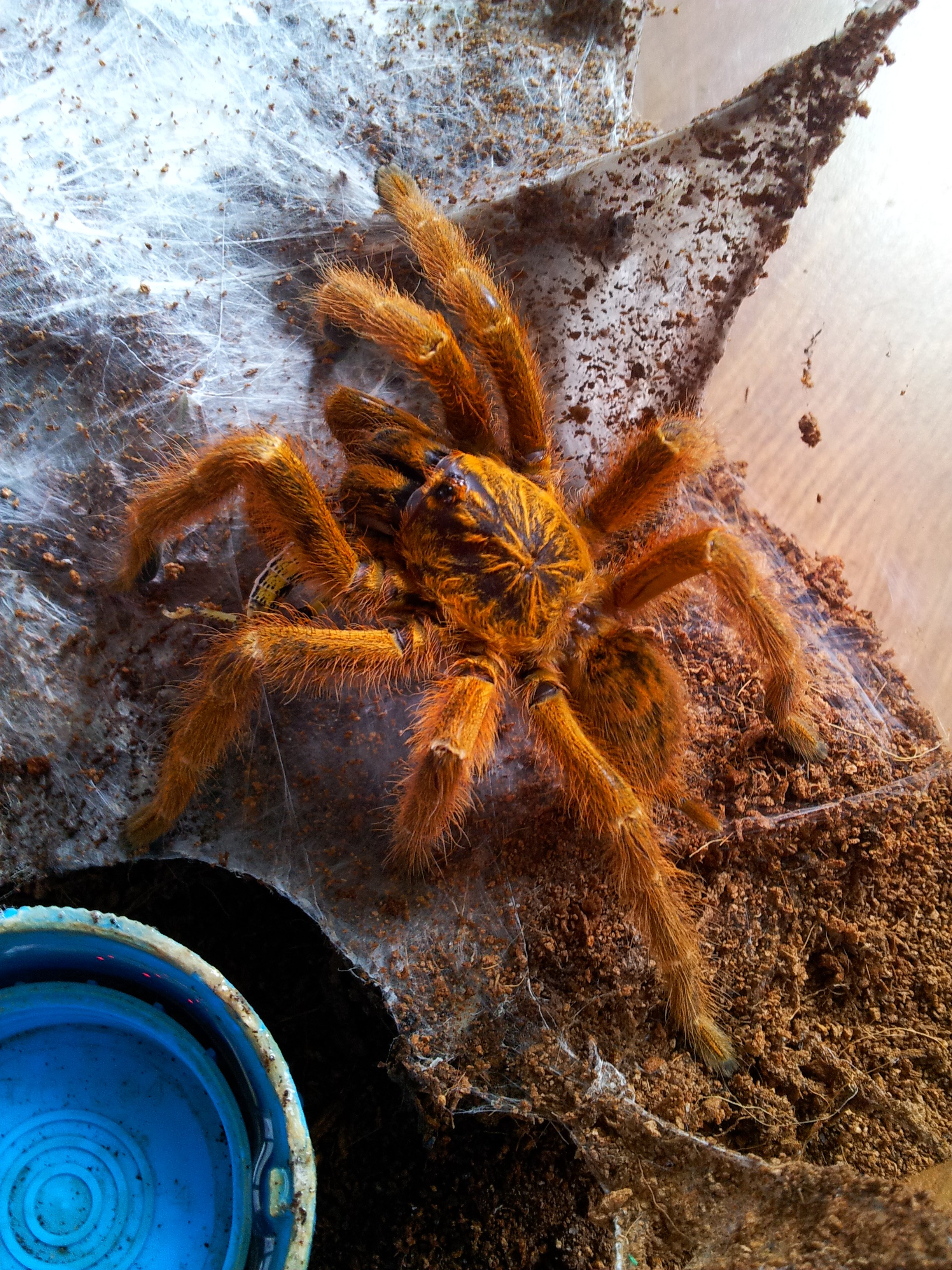 Jaffatwo......OBT | Tarantula Forum