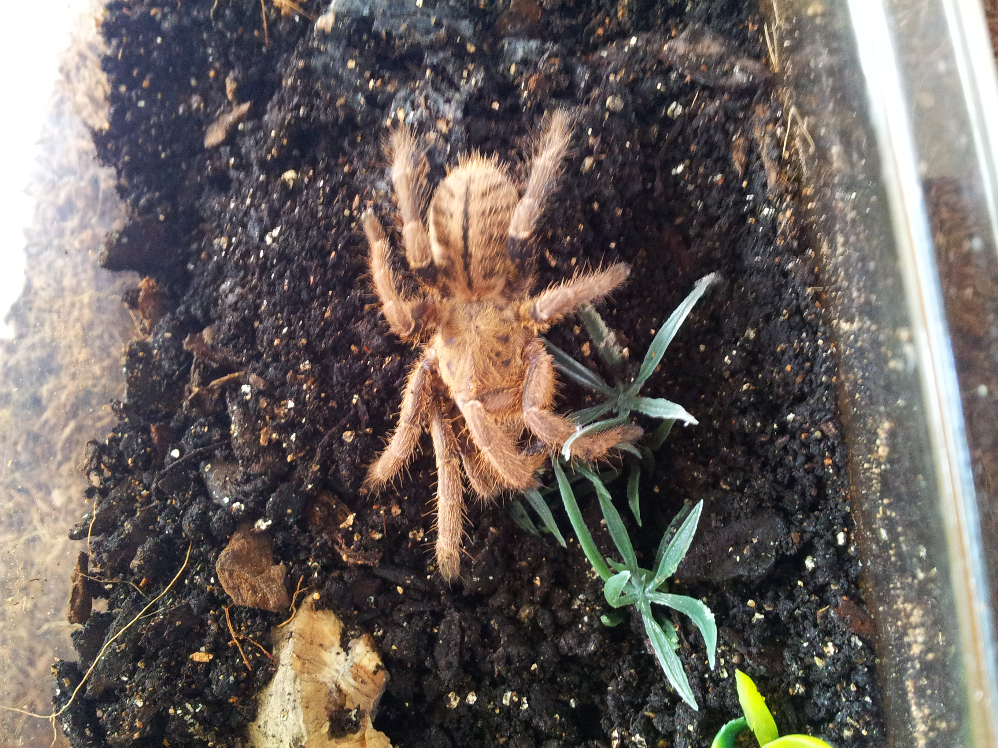 Jumja....Cyriopagopus lividus sp Emerald Green | Tarantula Forum