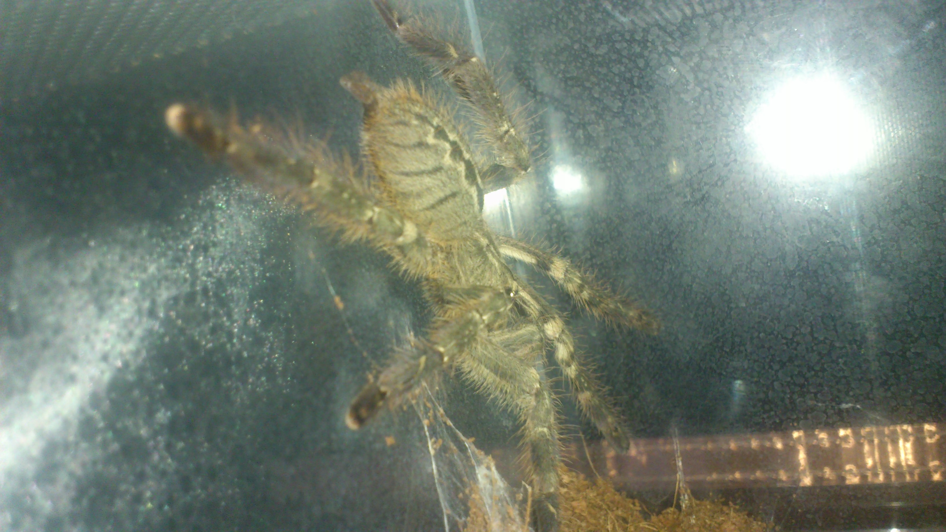 Karloff.............P vittata | Tarantula Forum