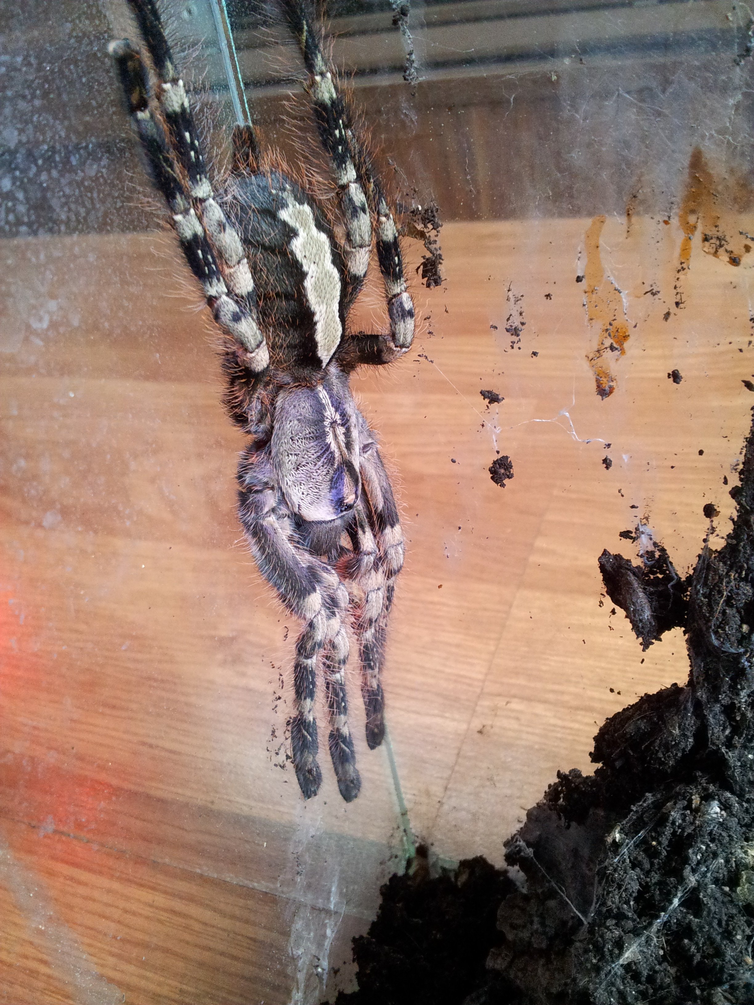 Karloff.... P vittata | Tarantula Forum