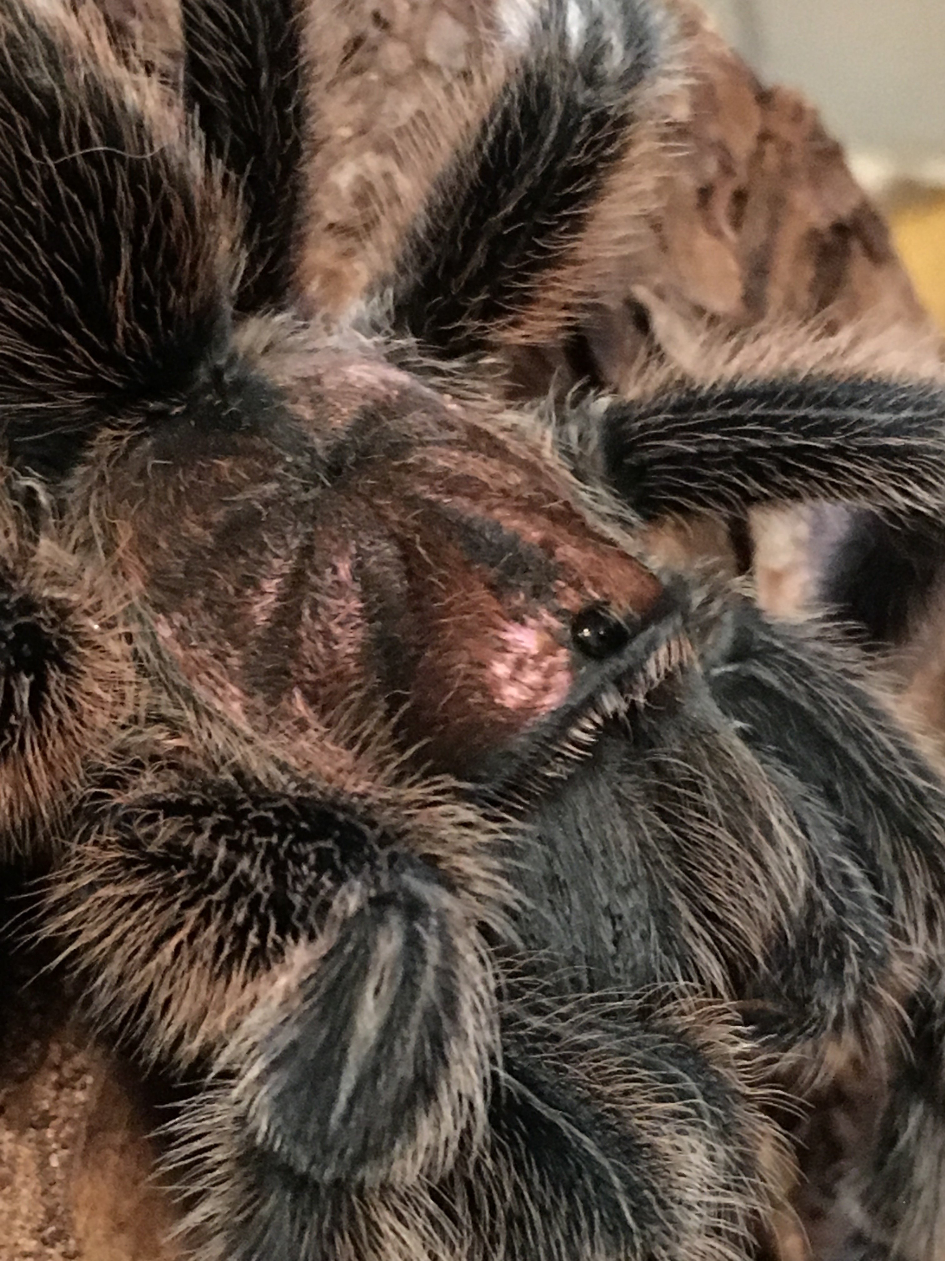 Karma | Tarantula Forum