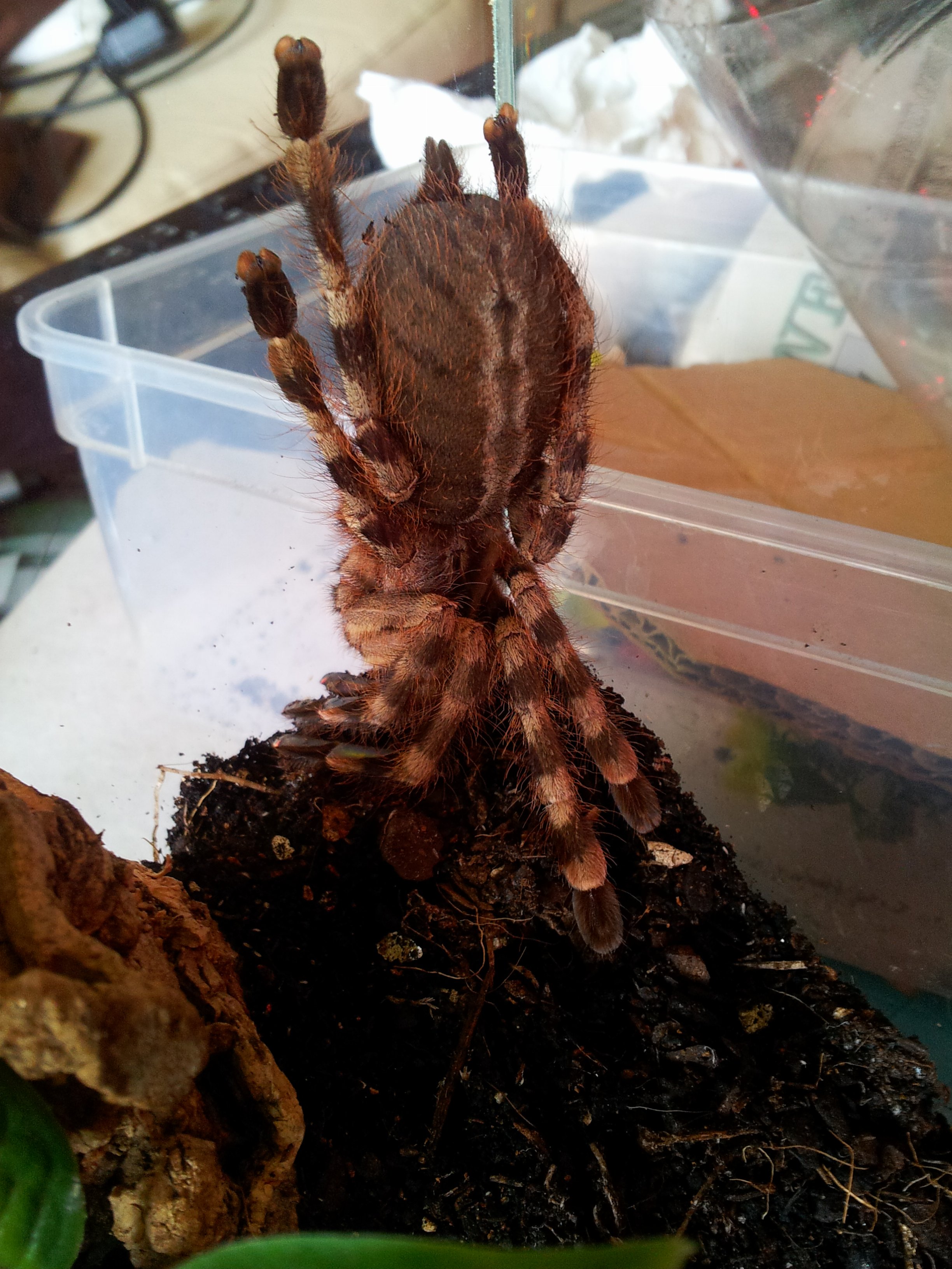 King..............P formosa | Tarantula Forum