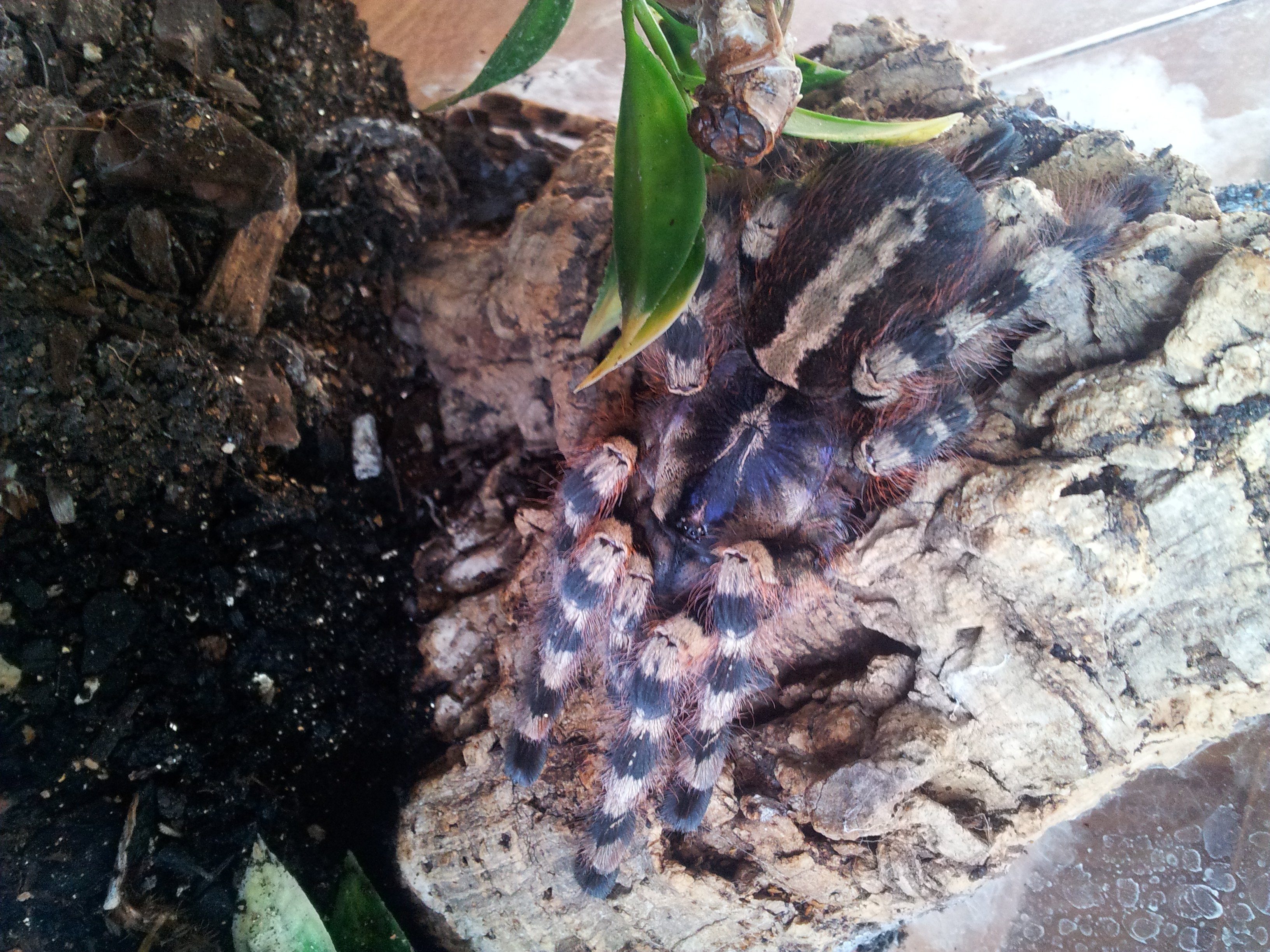 King.....Poecilotheria formosa | Tarantula Forum