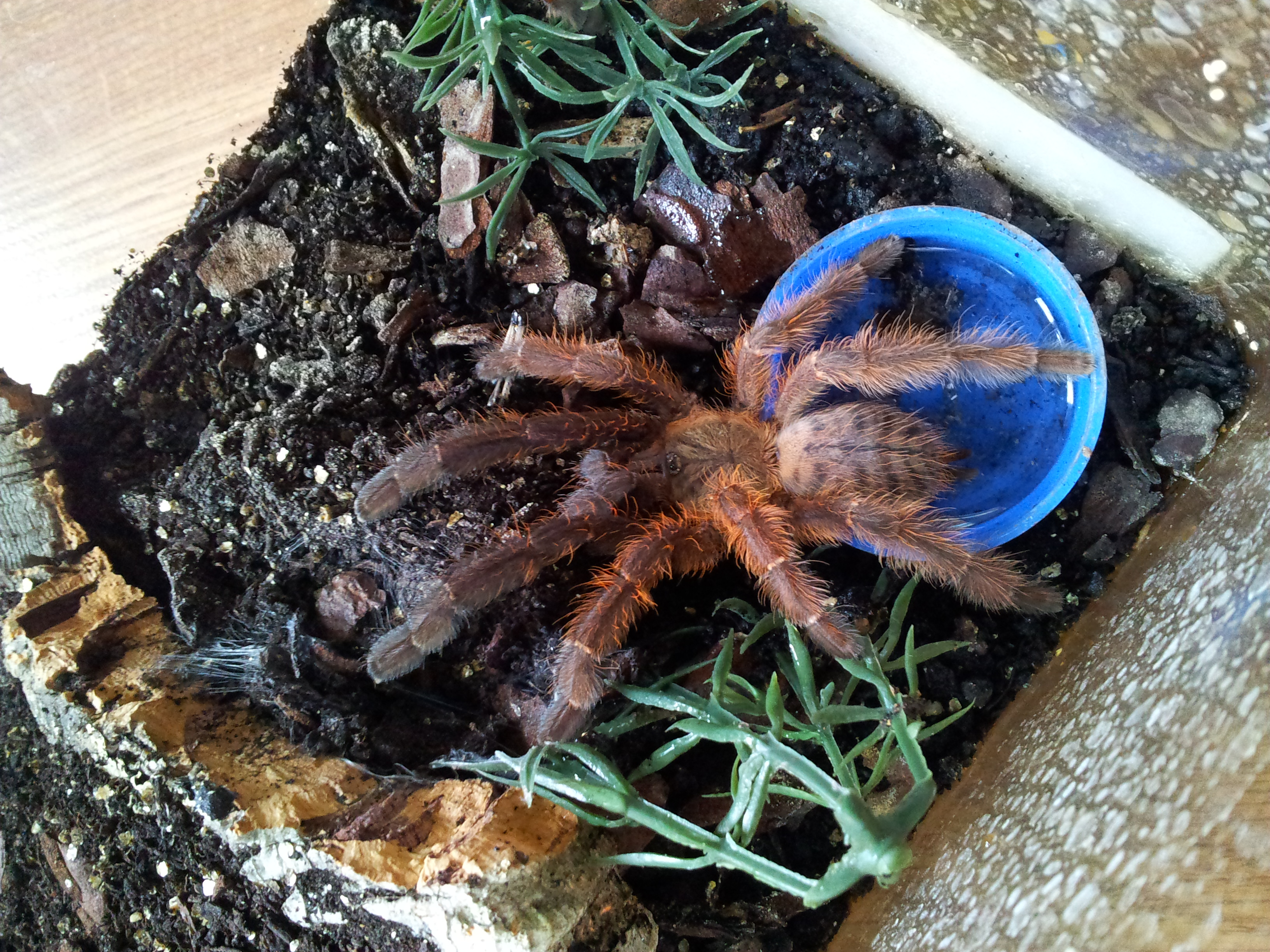 Kremmen..... Phormingochilus everetti | Tarantula Forum