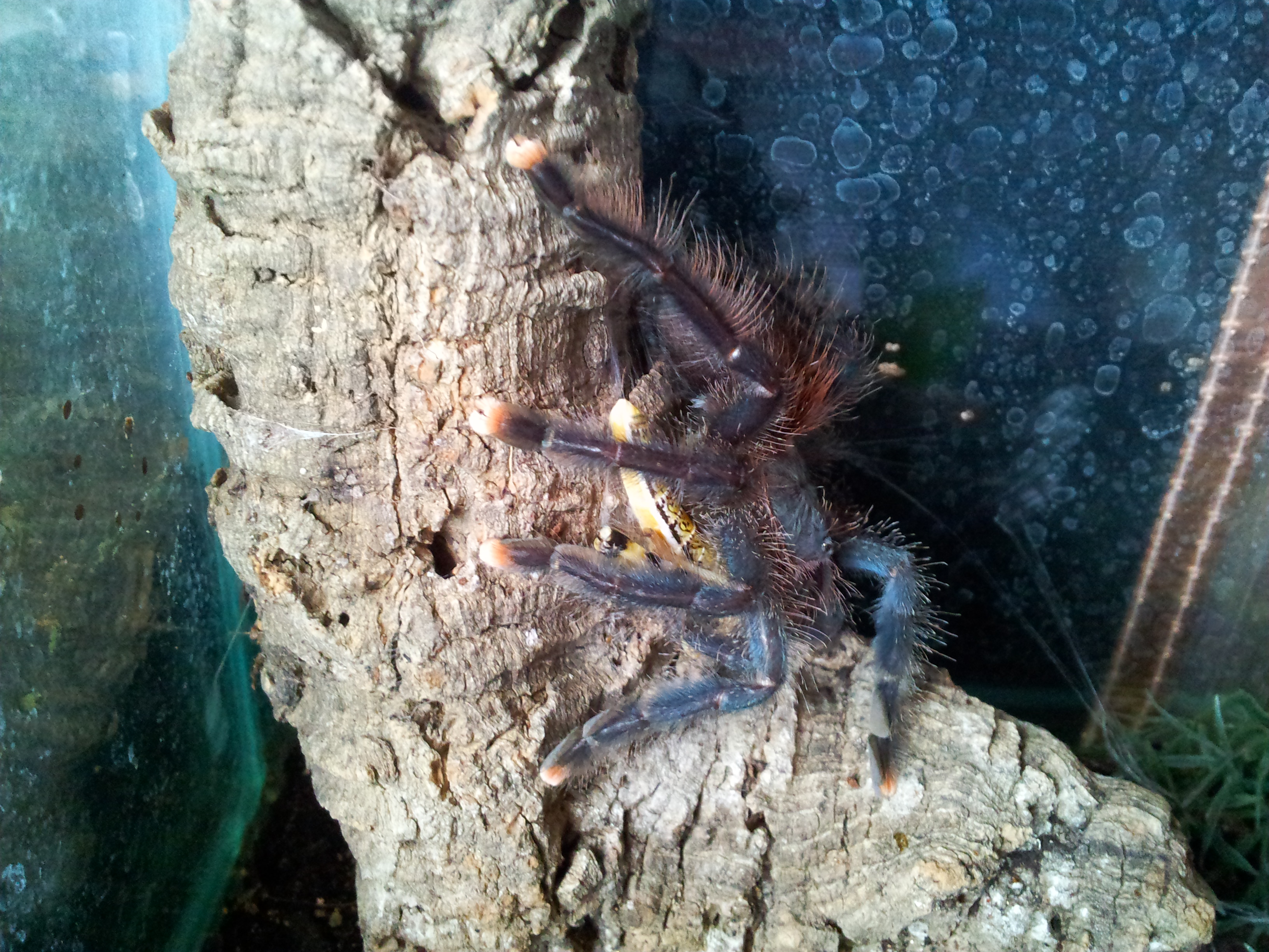 Kumaka....Avicularia sp Blue Velvet | Tarantula Forum