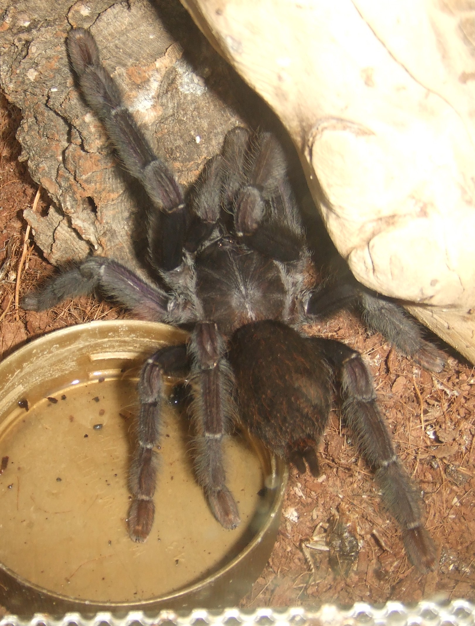 Lampropelma sp. Borneo Black - Sable | Tarantula Forum