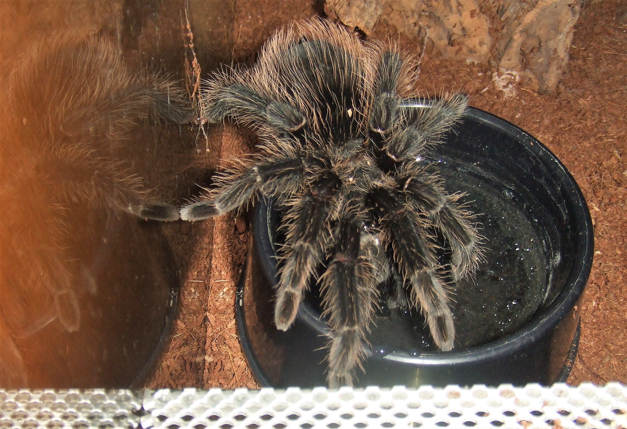 Lasiodora parahybana - Pip | Tarantula Forum