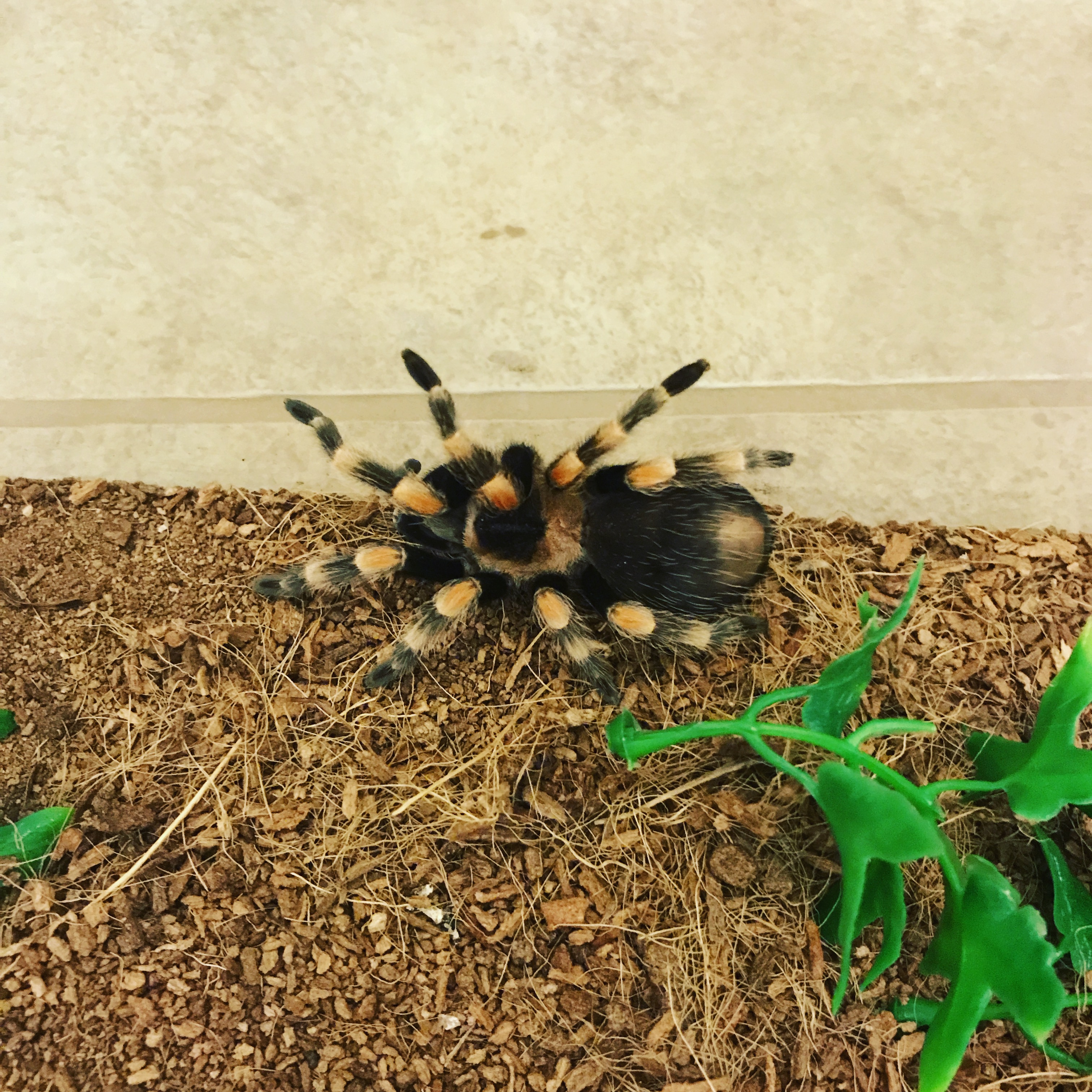 Little Cloe | Tarantula Forum