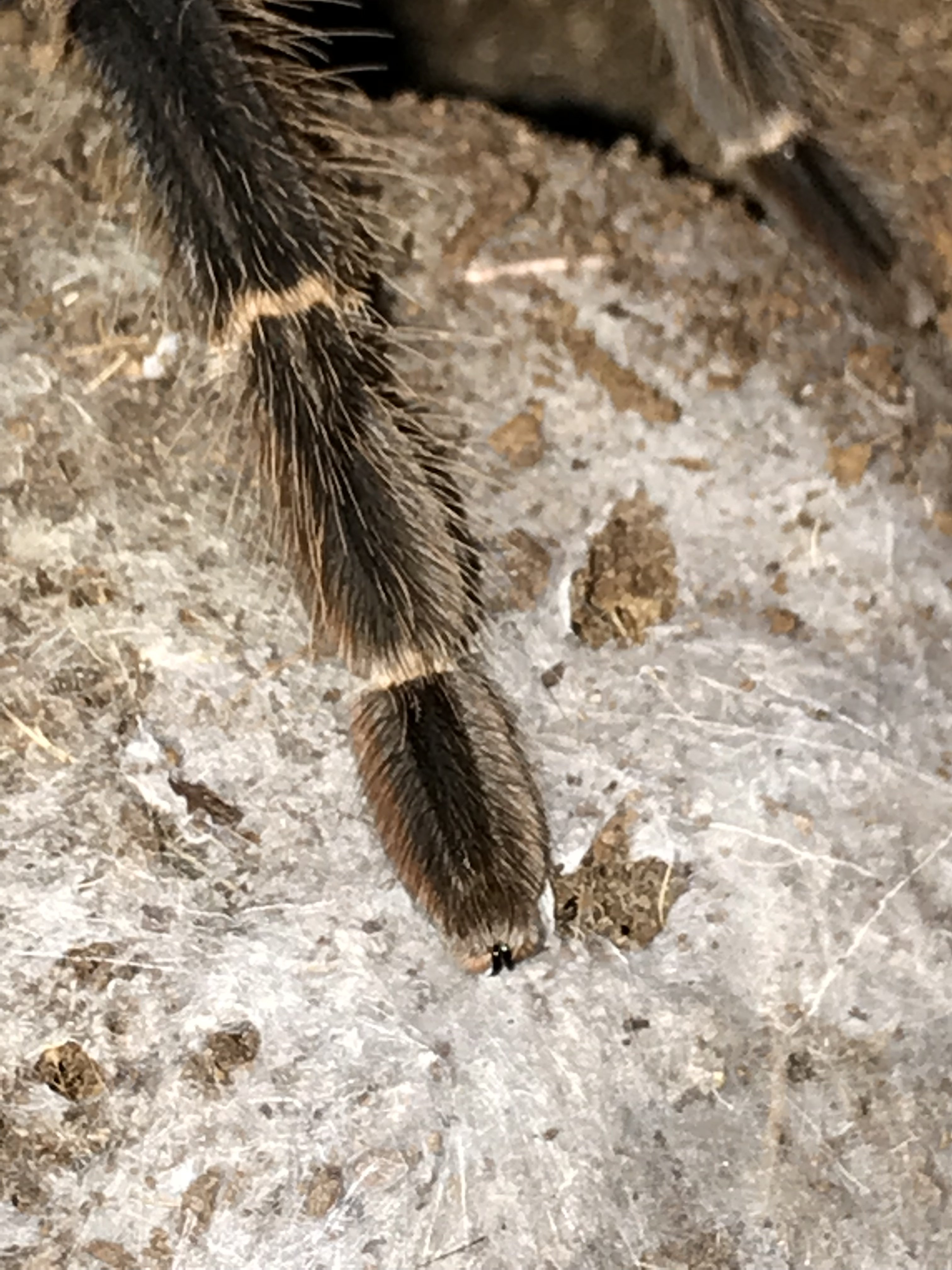 LP claws | Tarantula Forum