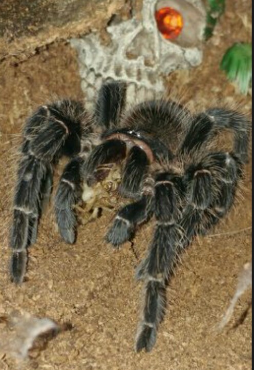 Lp feeding. | Tarantula Forum