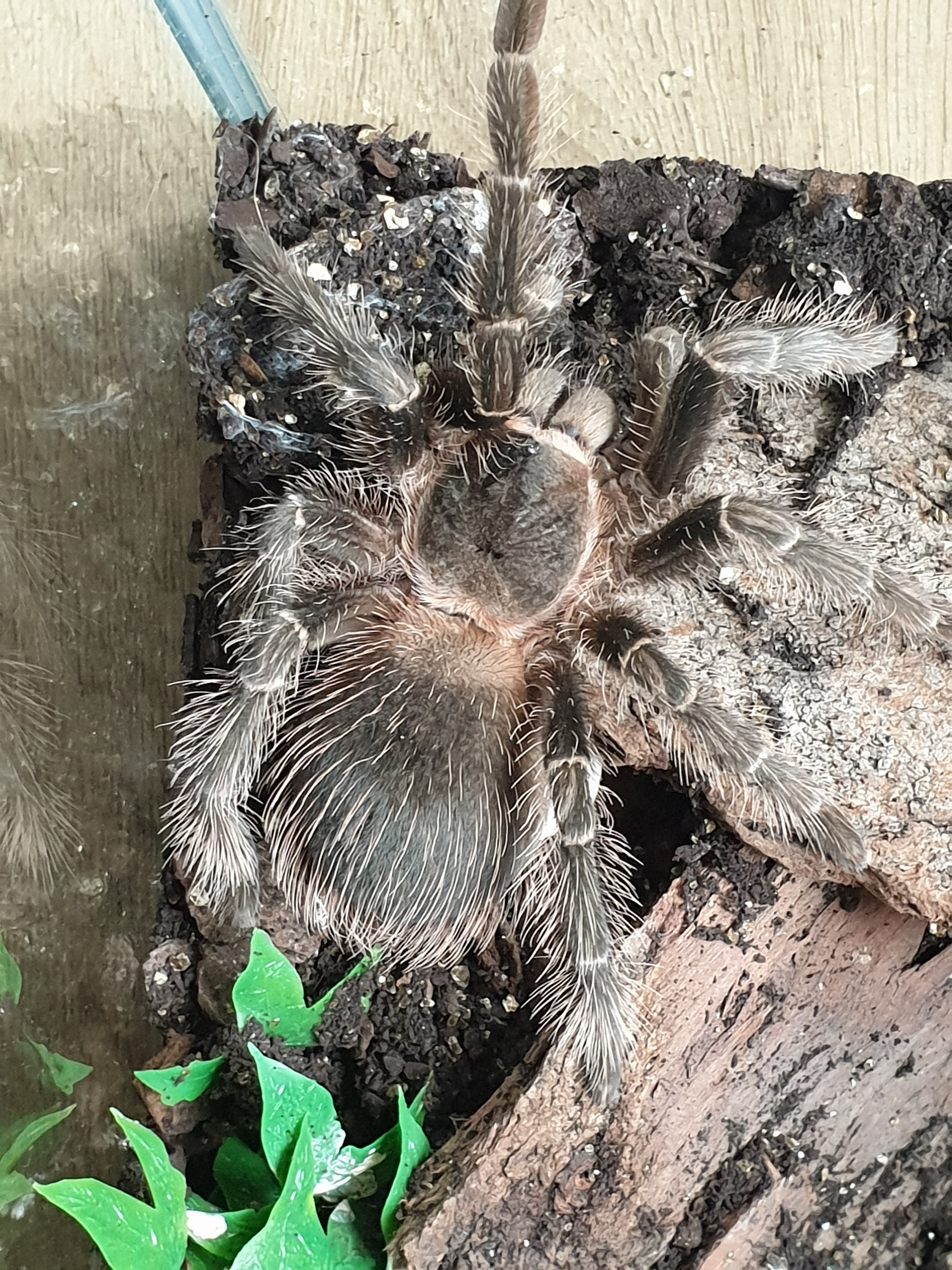 LP (SA) | Tarantula Forum