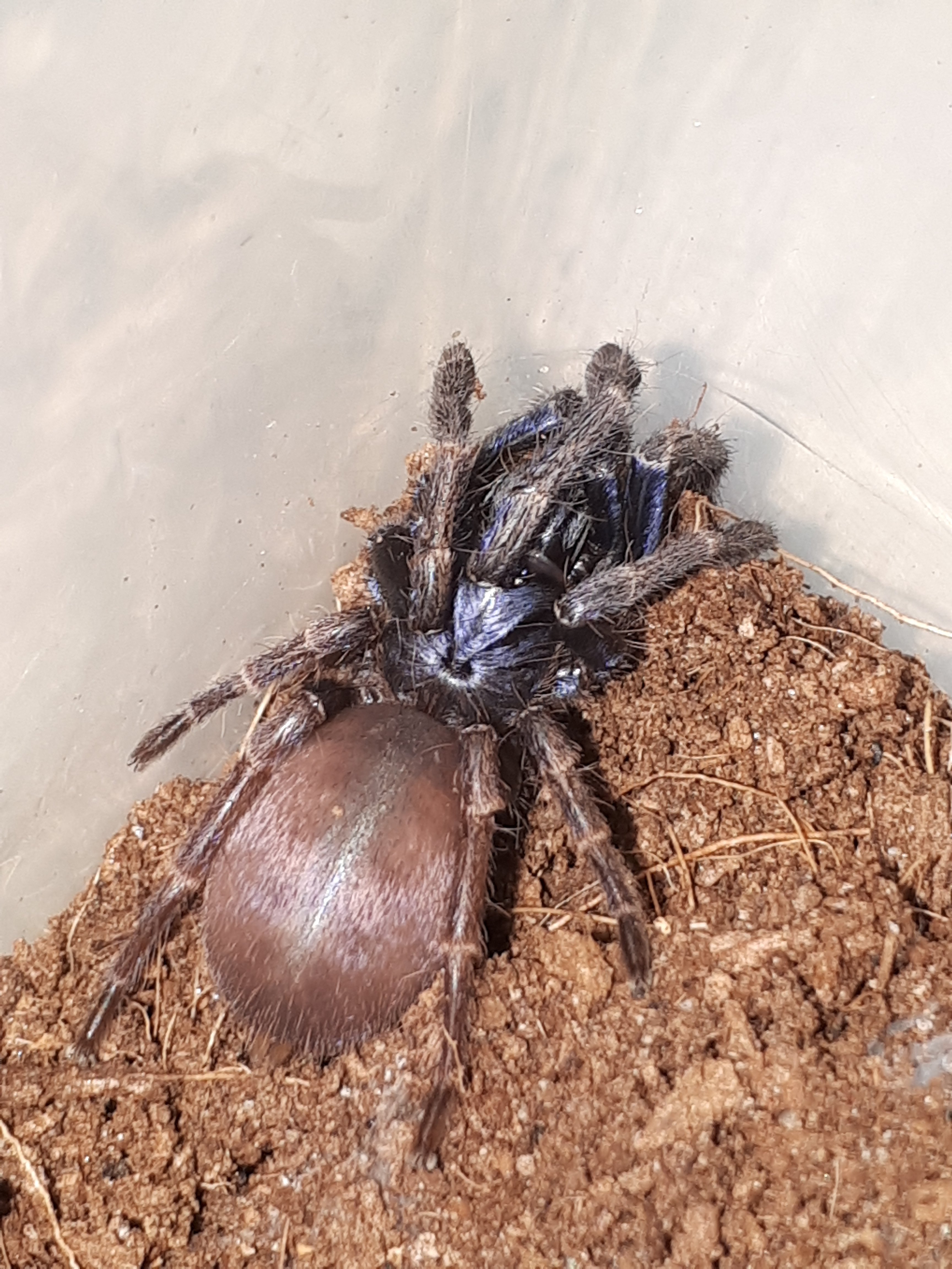 LSD Tarantula | Tarantula Forum
