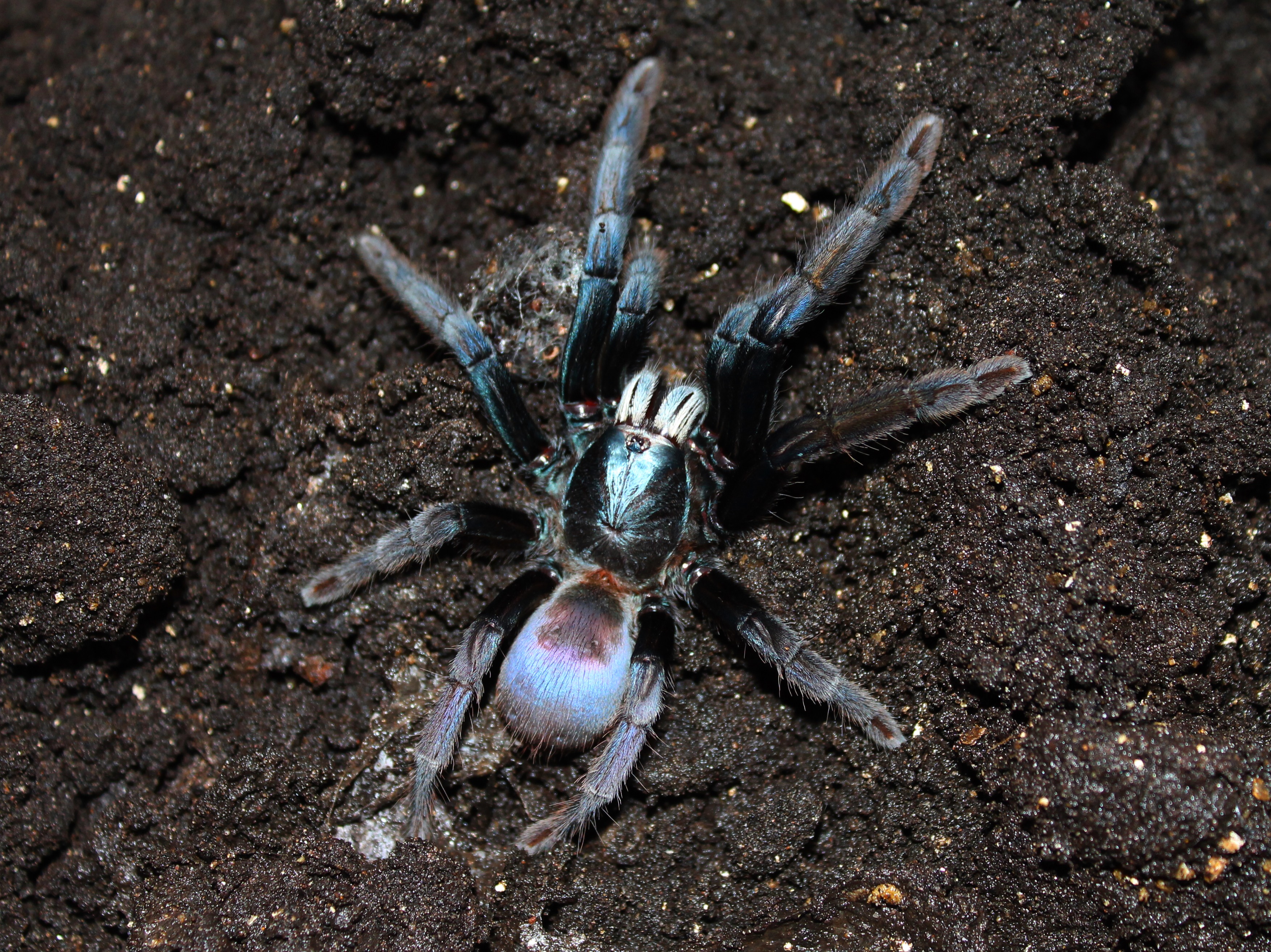 LSD | Tarantula Forum