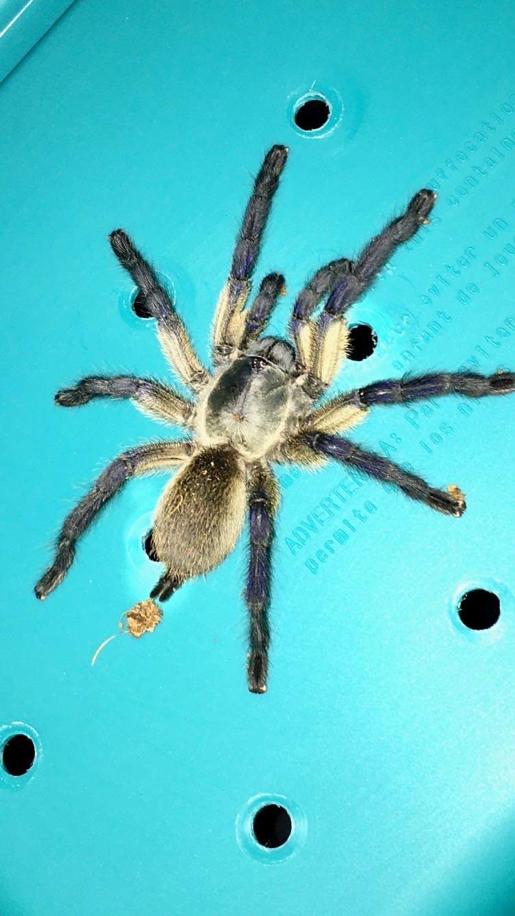 M. balfouri (Male) | Tarantula Forum