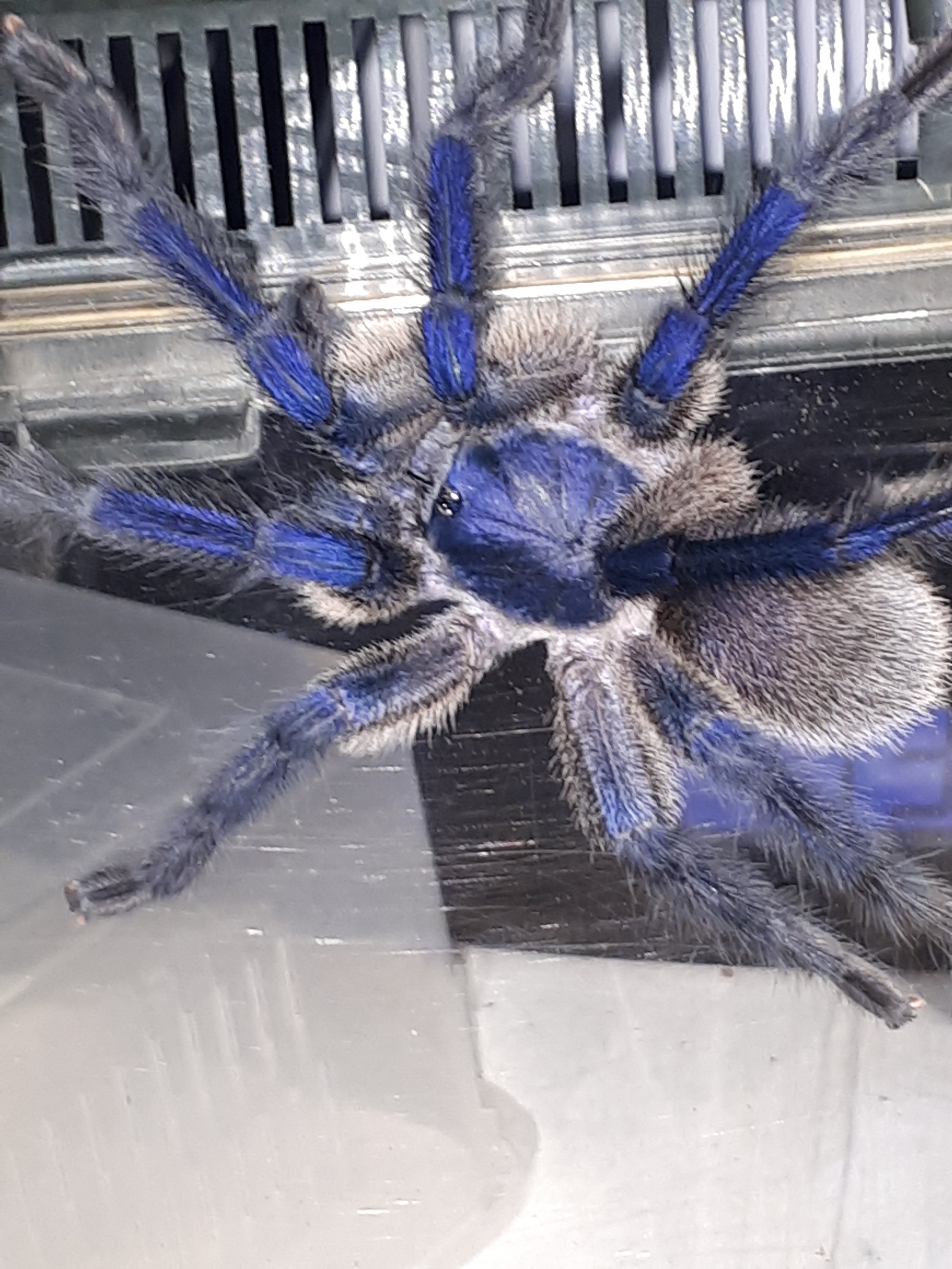 M. Balfouri (Male) | Tarantula Forum