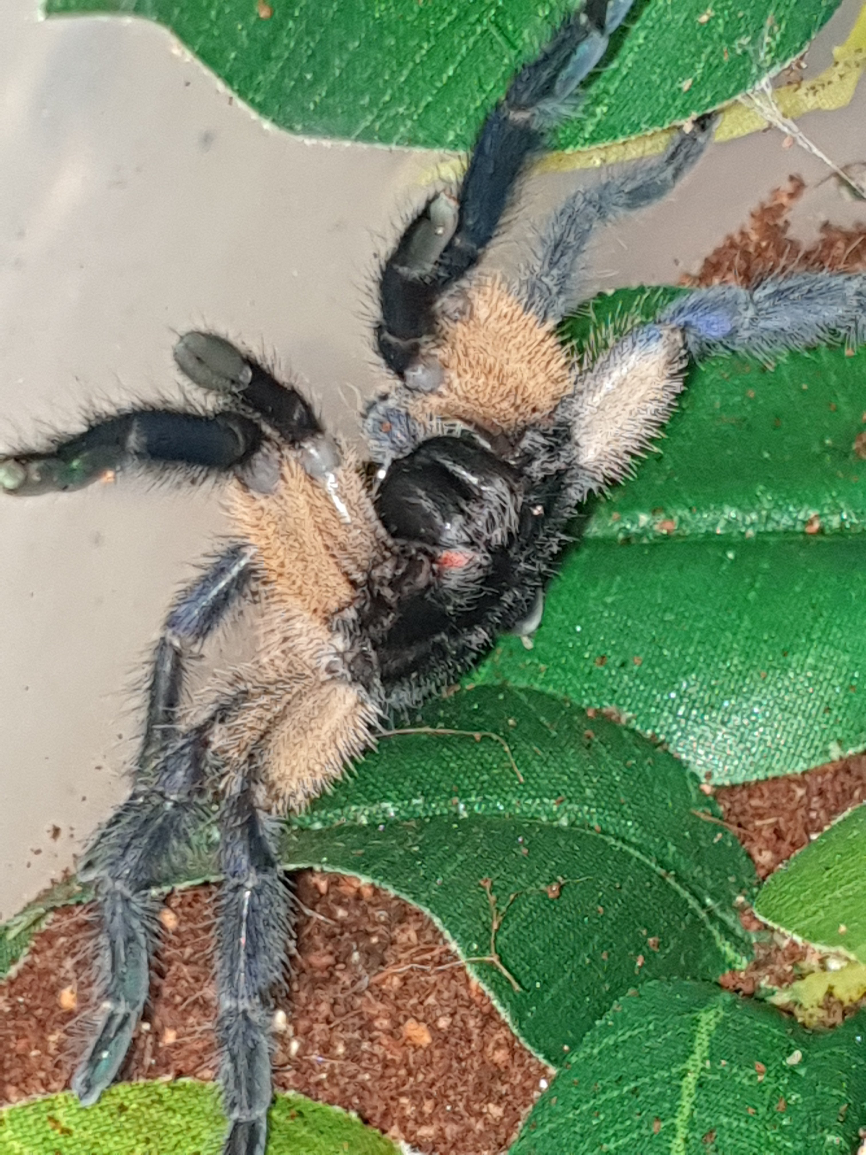 M balfouri | Tarantula Forum