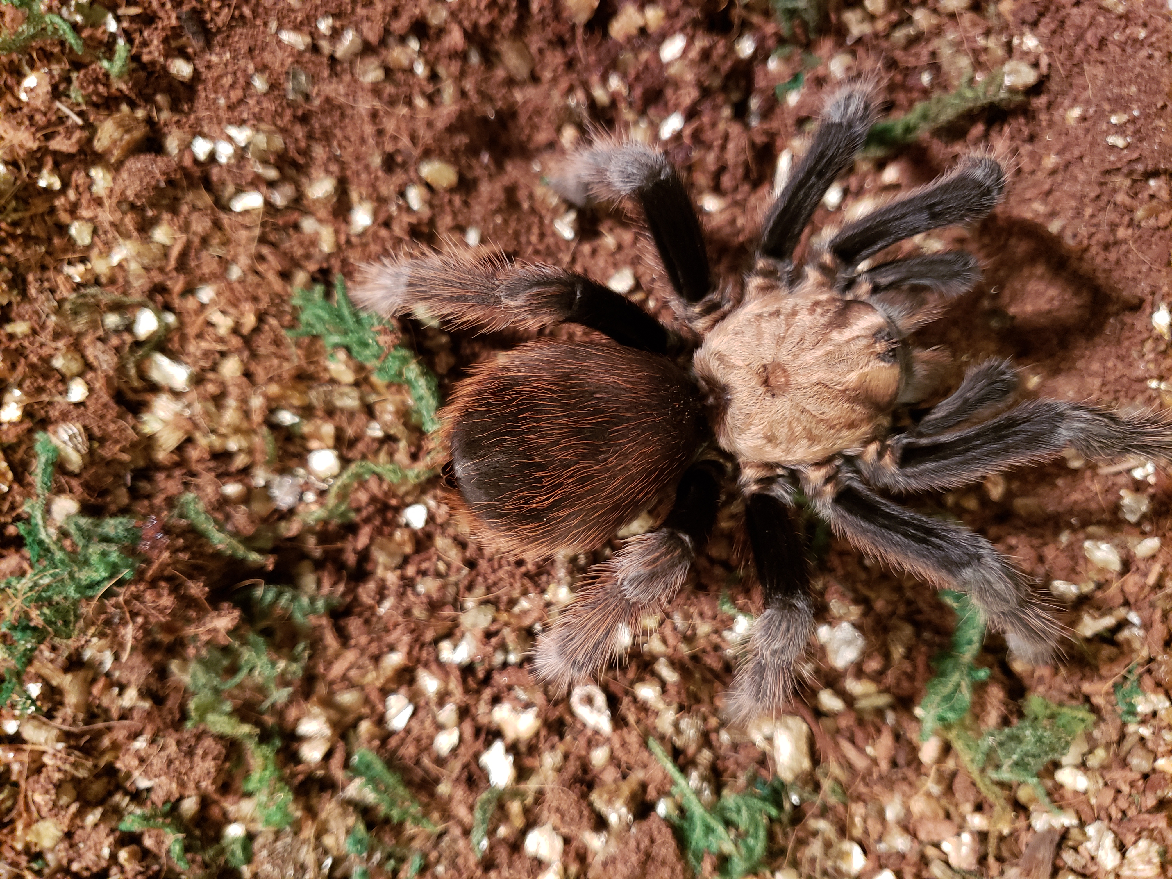 Male Chalcodes | Tarantula Forum