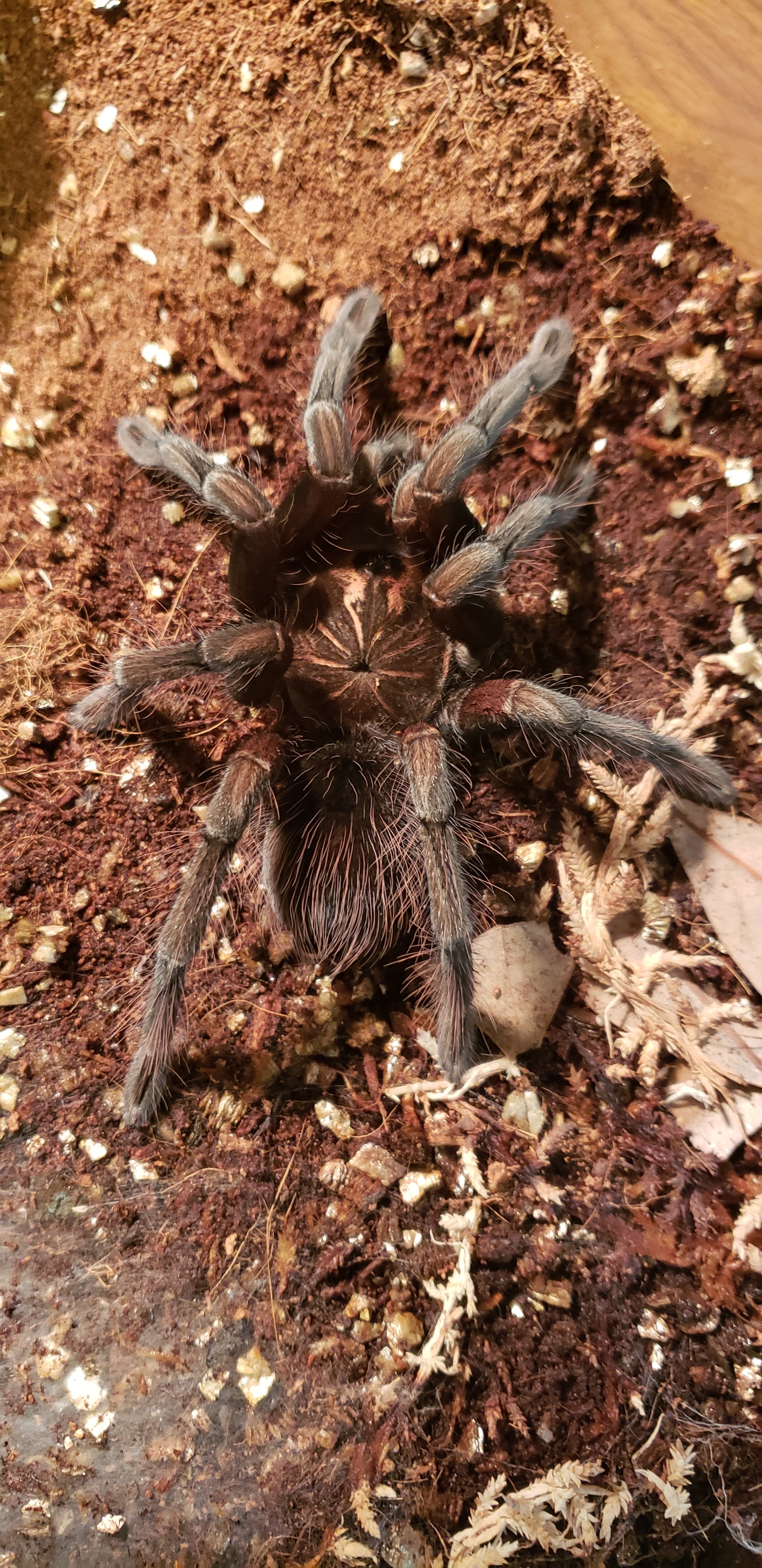 Male machala | Tarantula Forum