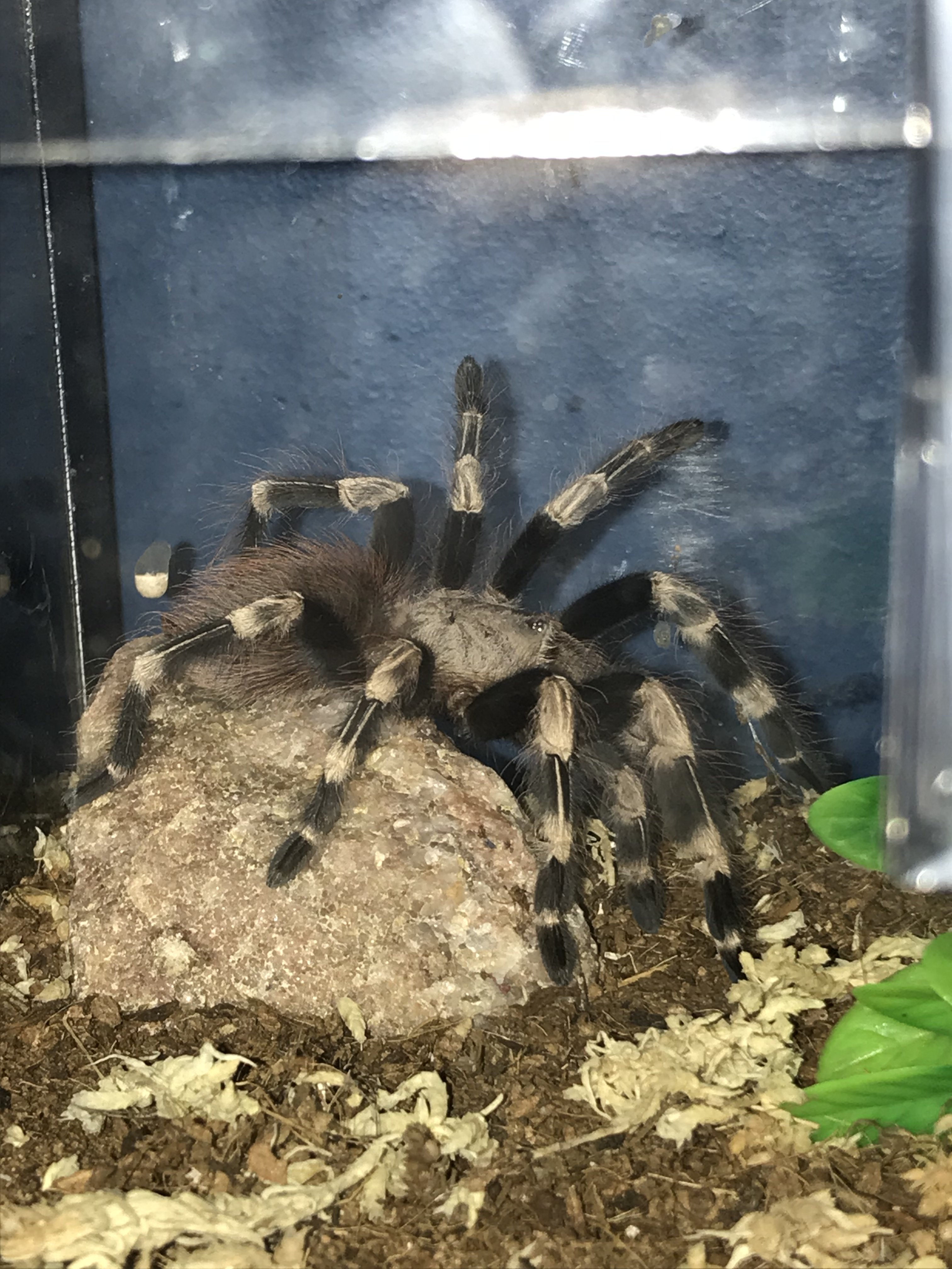 Male Nhandu chromatus | Tarantula Forum