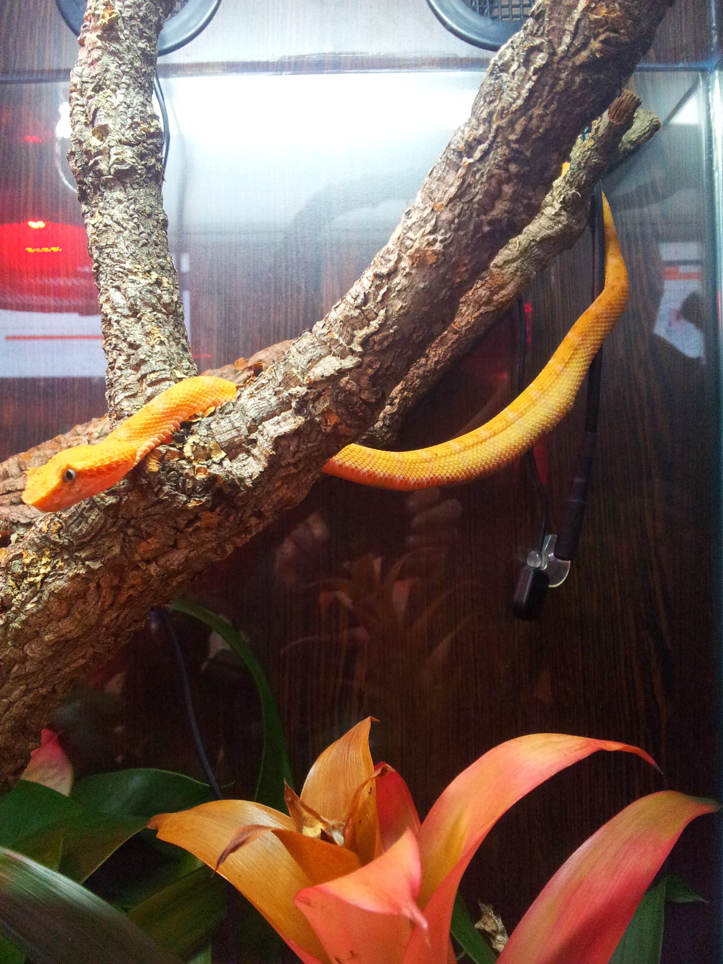 Mascara....... Eyelash Pit Viper (With a full belly) | Tarantula Forum