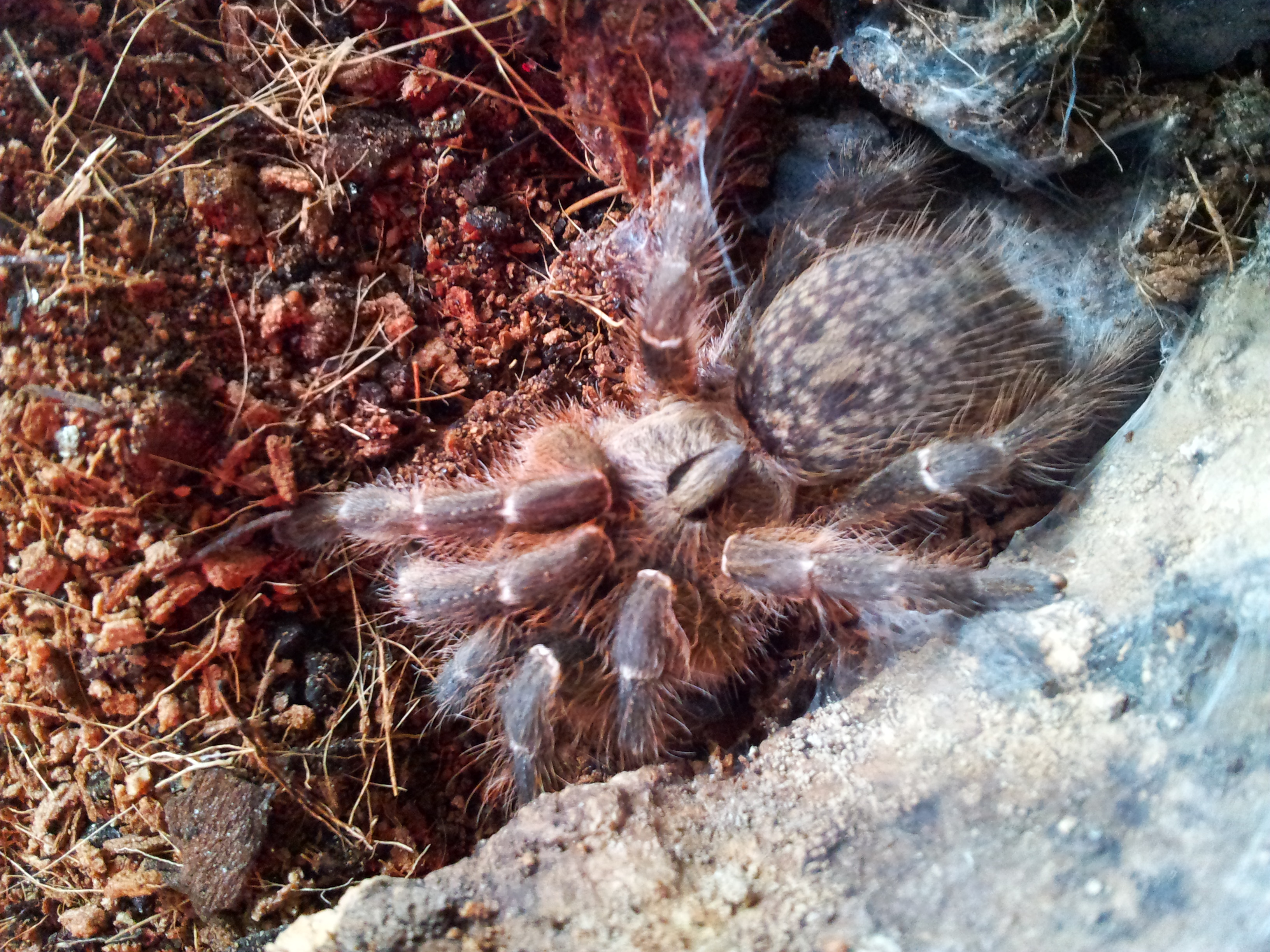 Masuma.........Ceratogyrus darlingi | Tarantula Forum