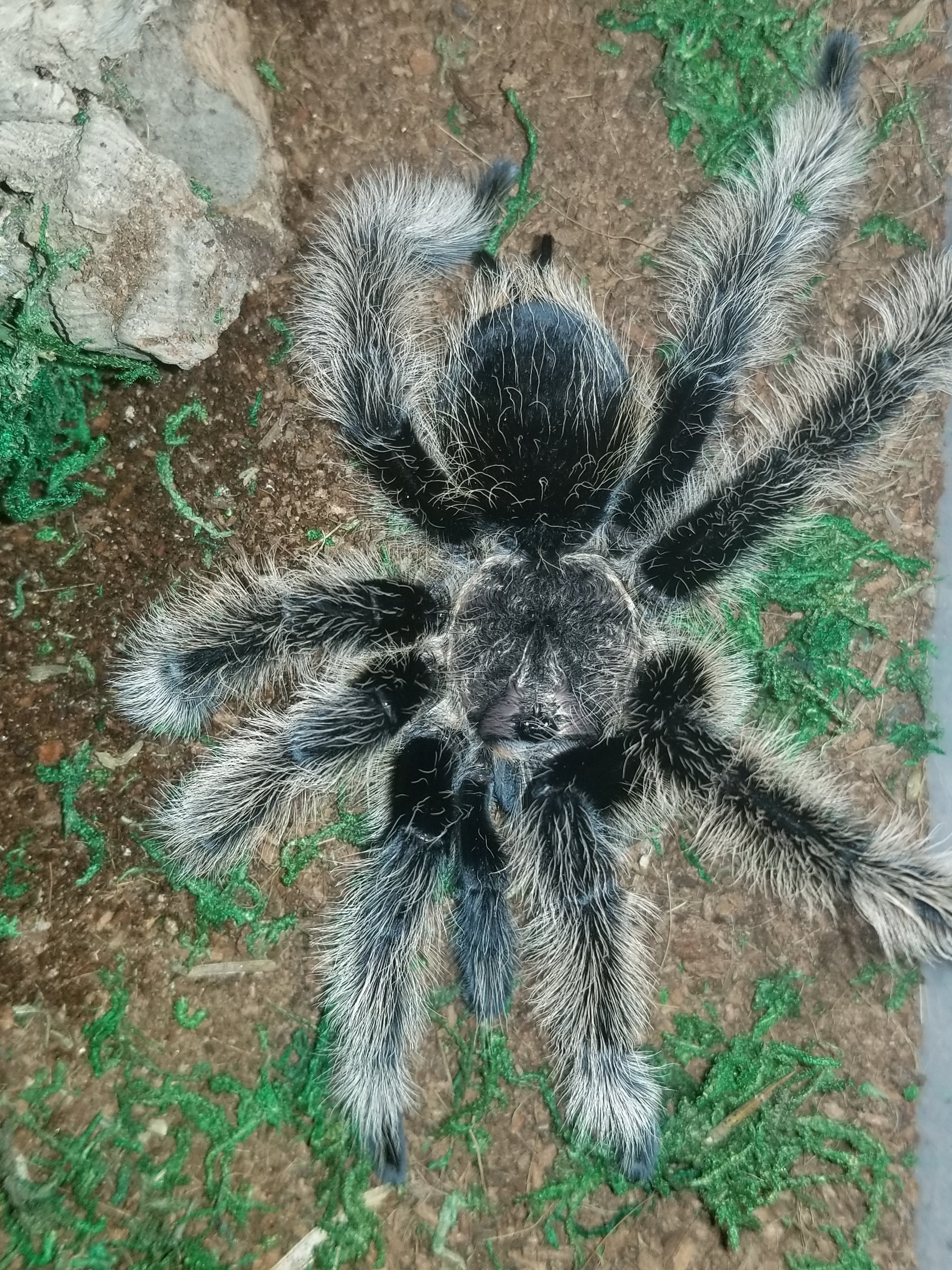 Mature B. albo | Tarantula Forum