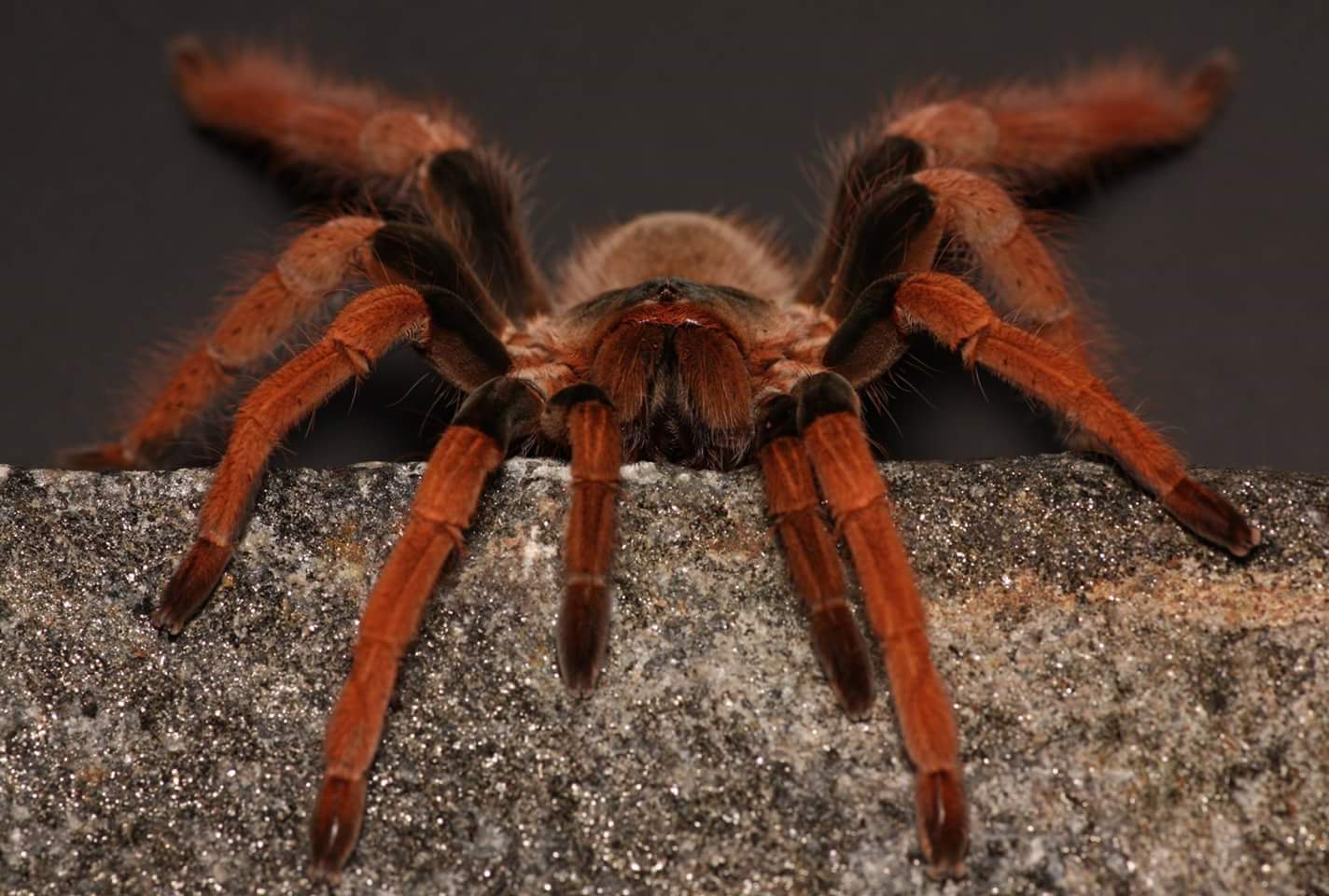 Megaphobema robustum | Tarantula Forum