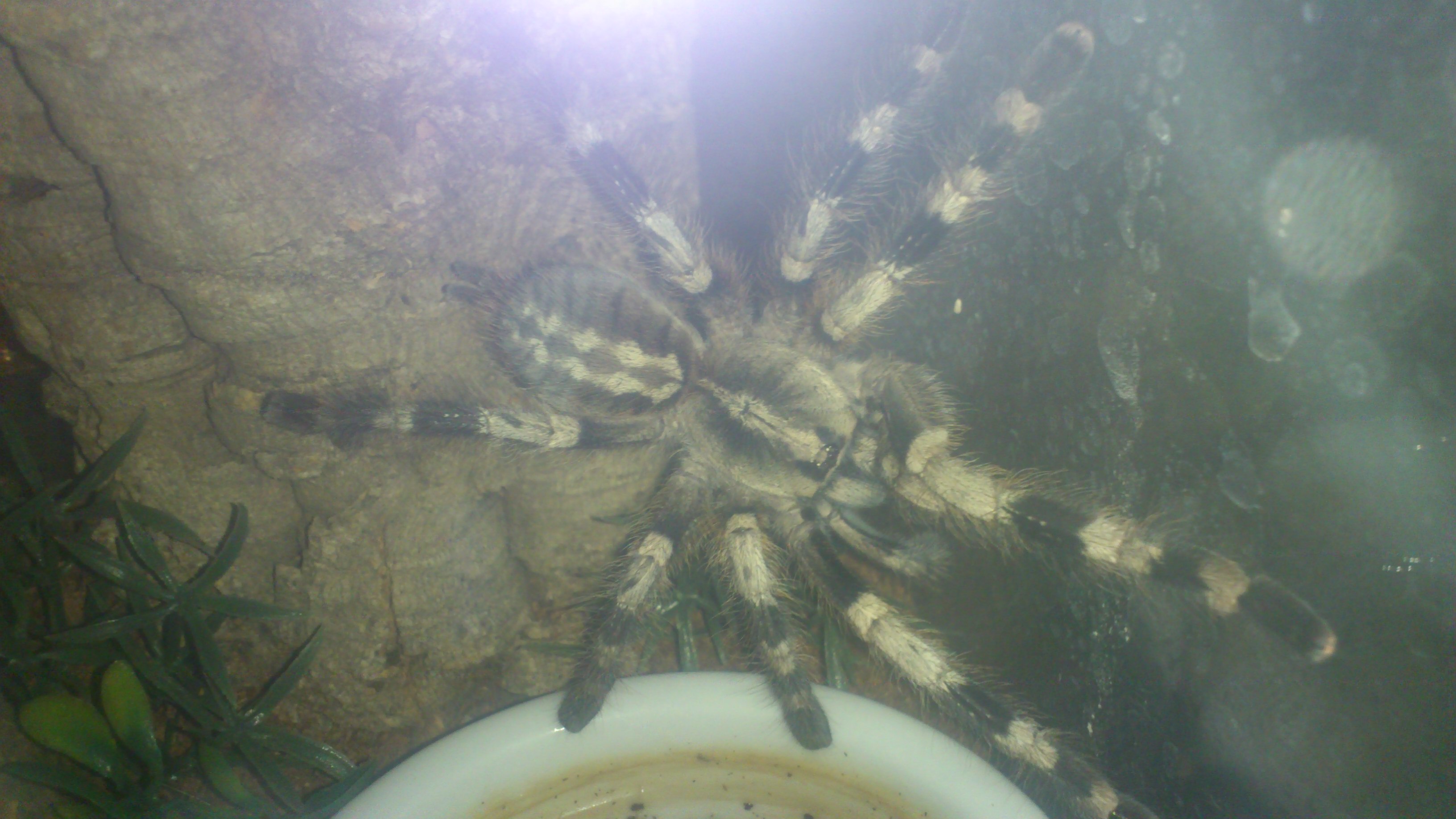 Miranda.......P miranda | Tarantula Forum