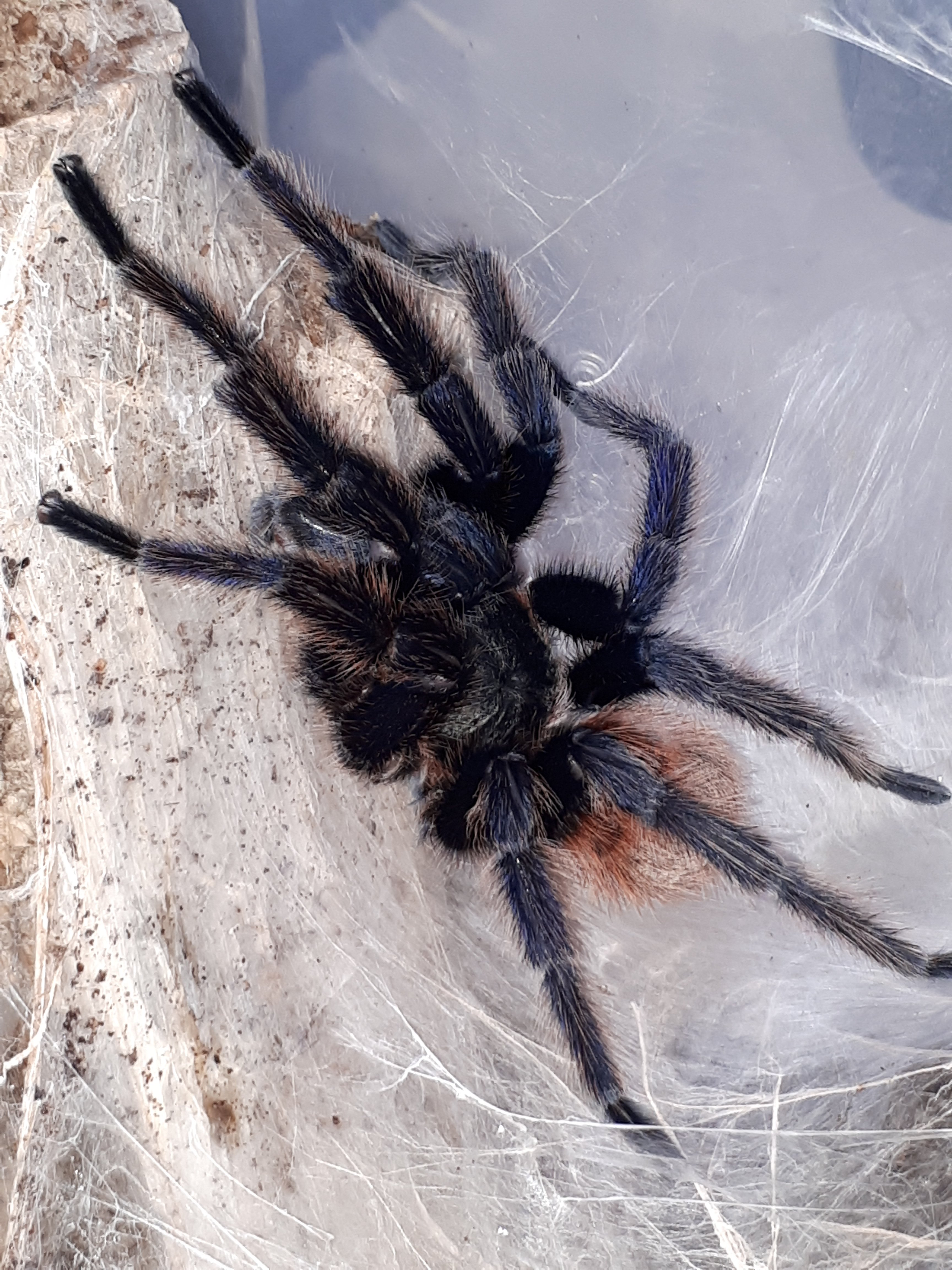 MM GBB | Tarantula Forum