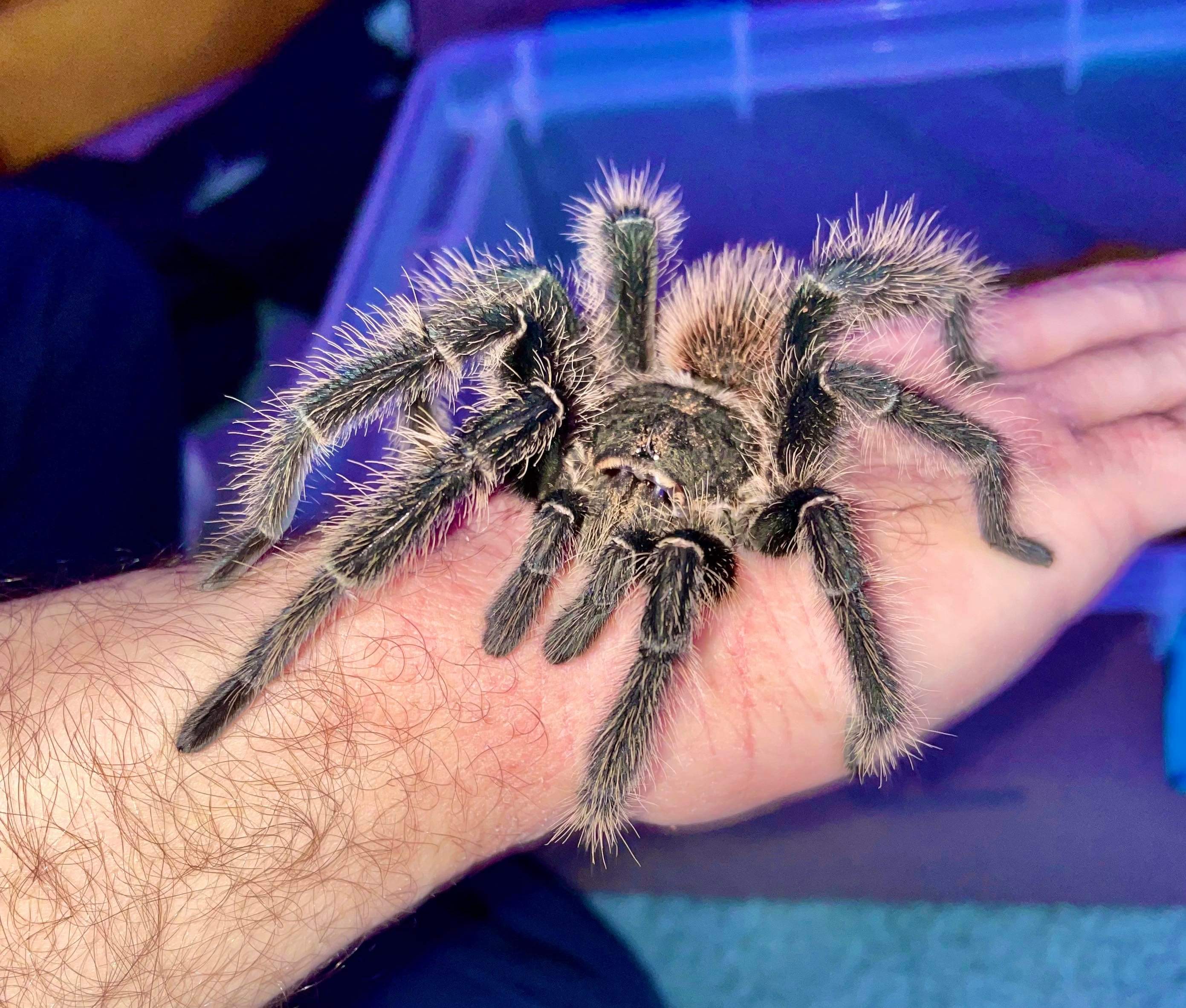 MM Lasiodora parahybana | Tarantula Forum