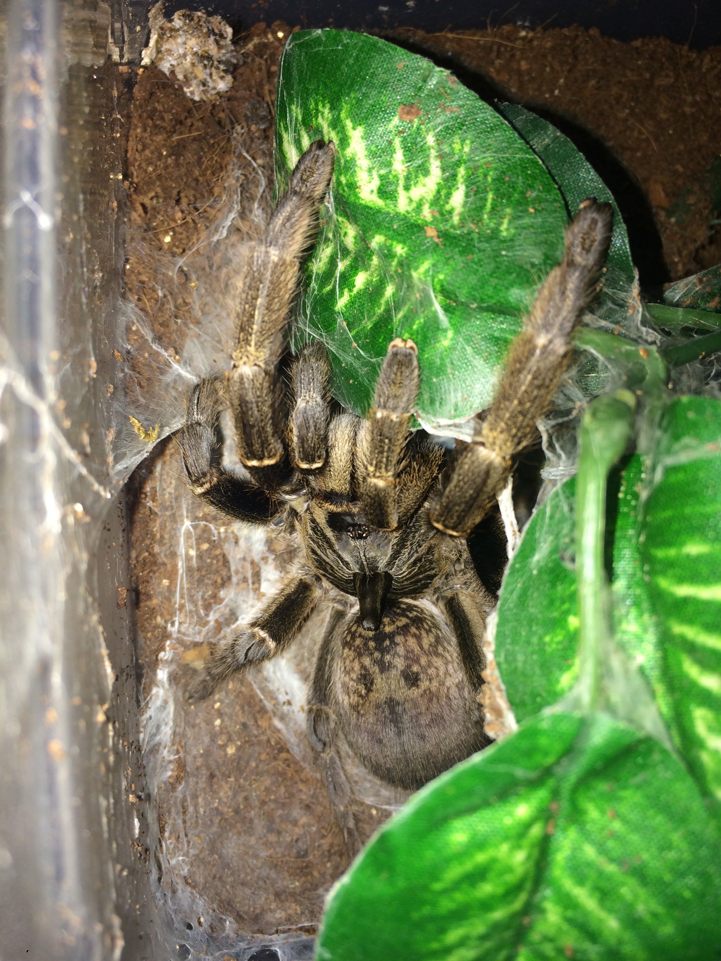 My beautiful yet feisty girl C. Marshalli | Tarantula Forum