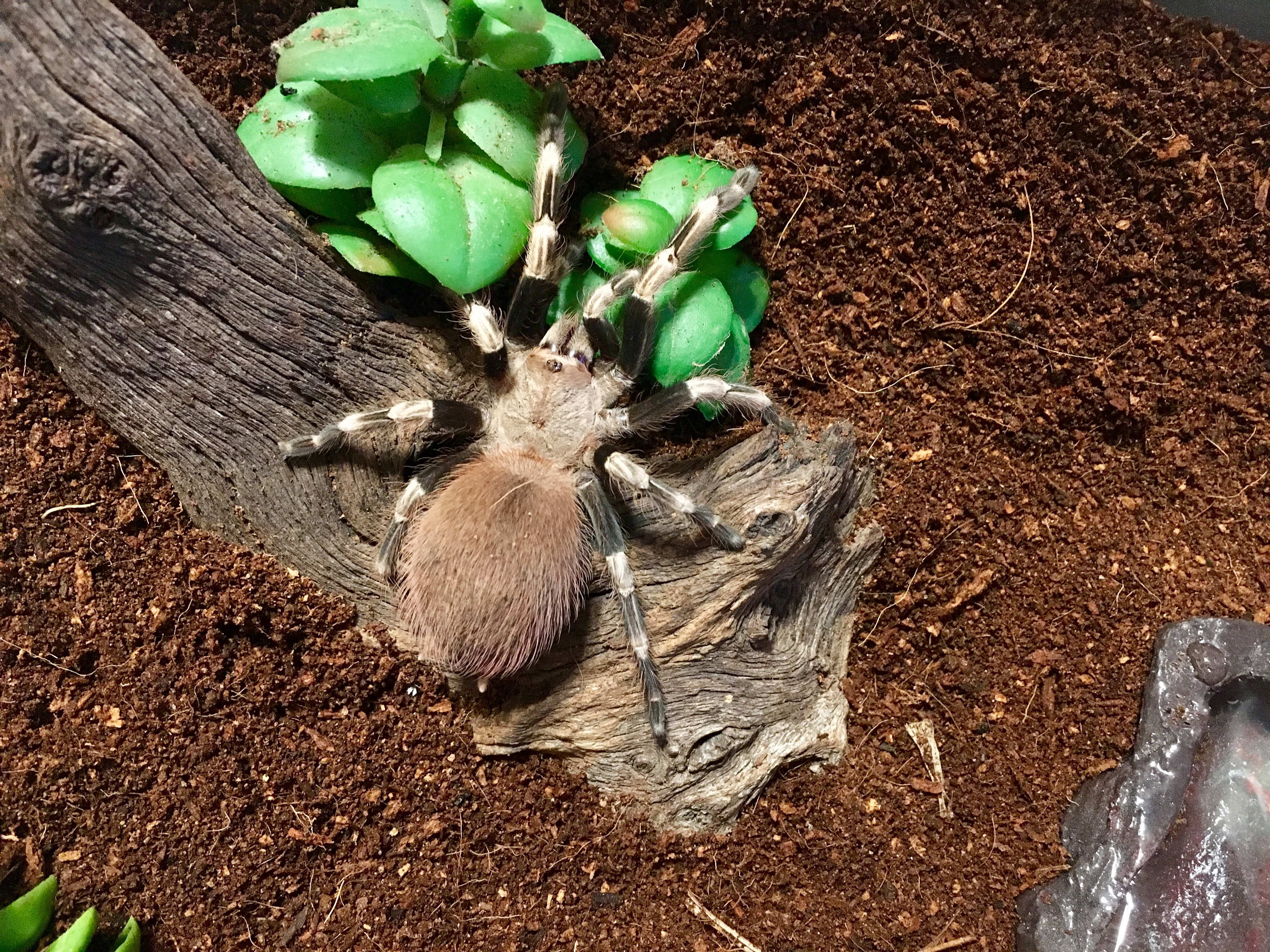 N chromatus | Tarantula Forum