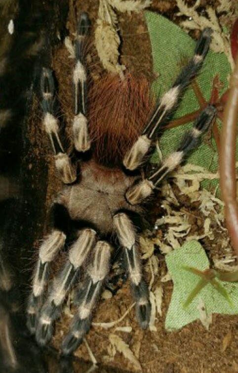 N.chromatus | Tarantula Forum