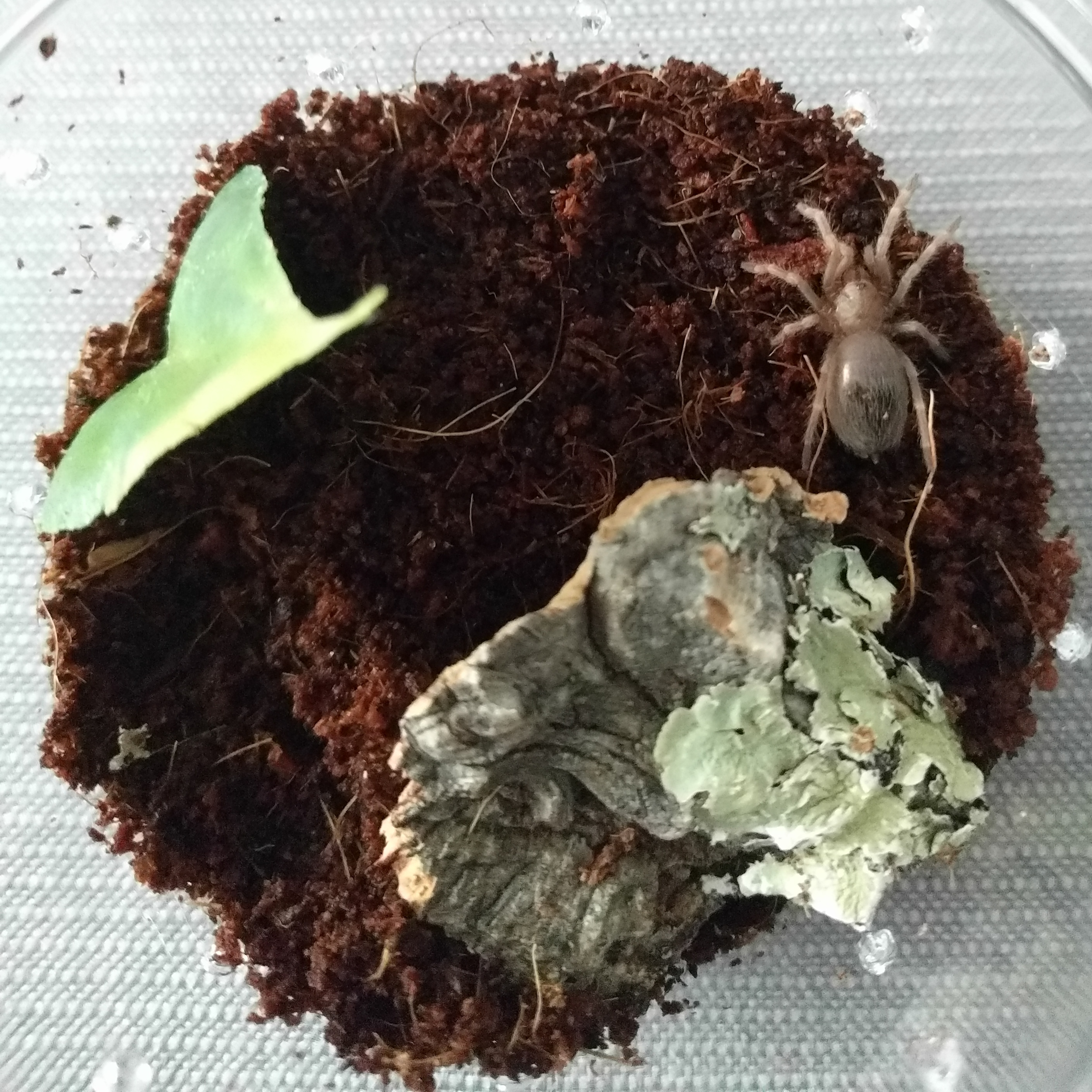 N. chromatus | Tarantula Forum