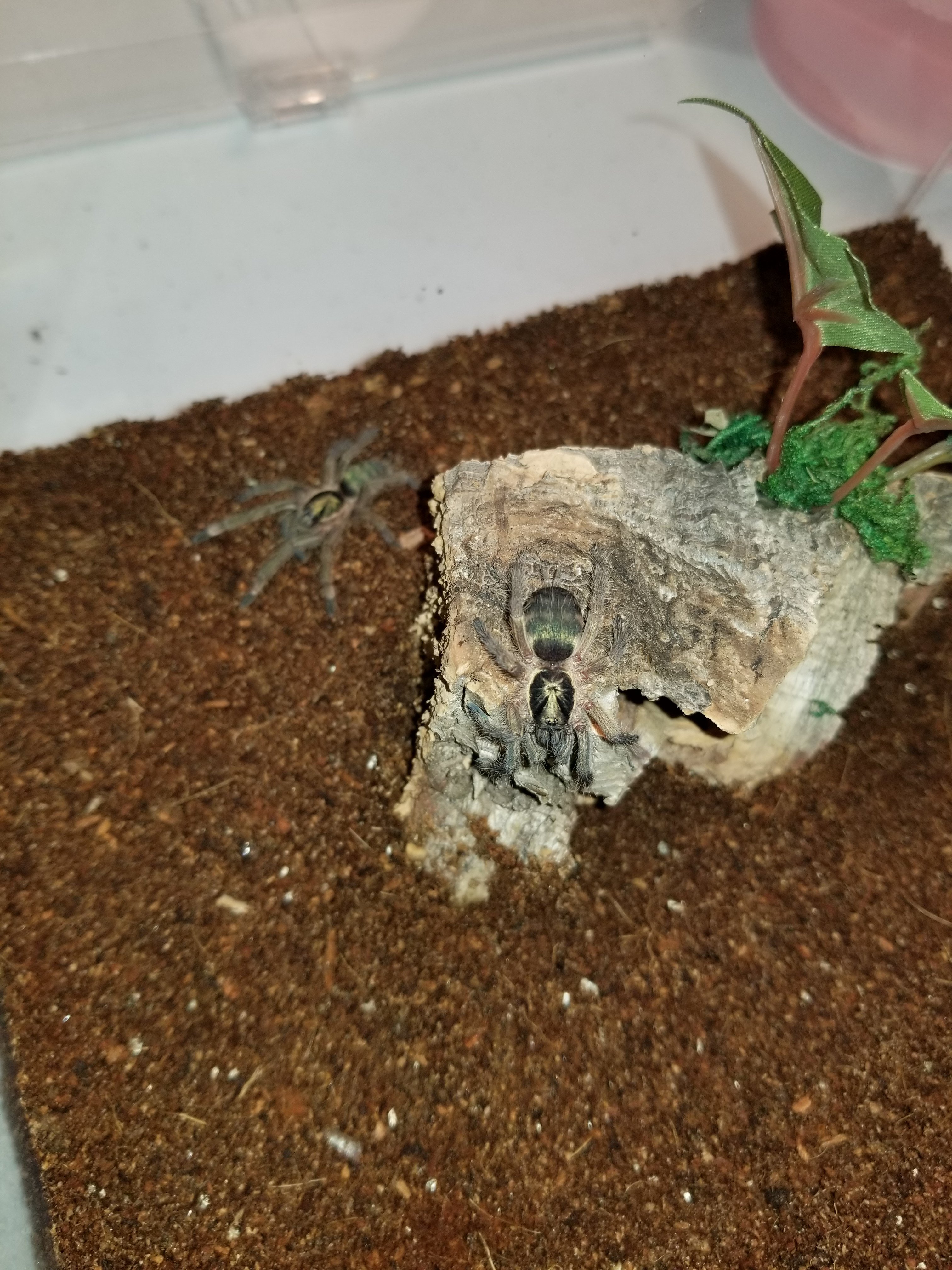 N. incei communal | Tarantula Forum