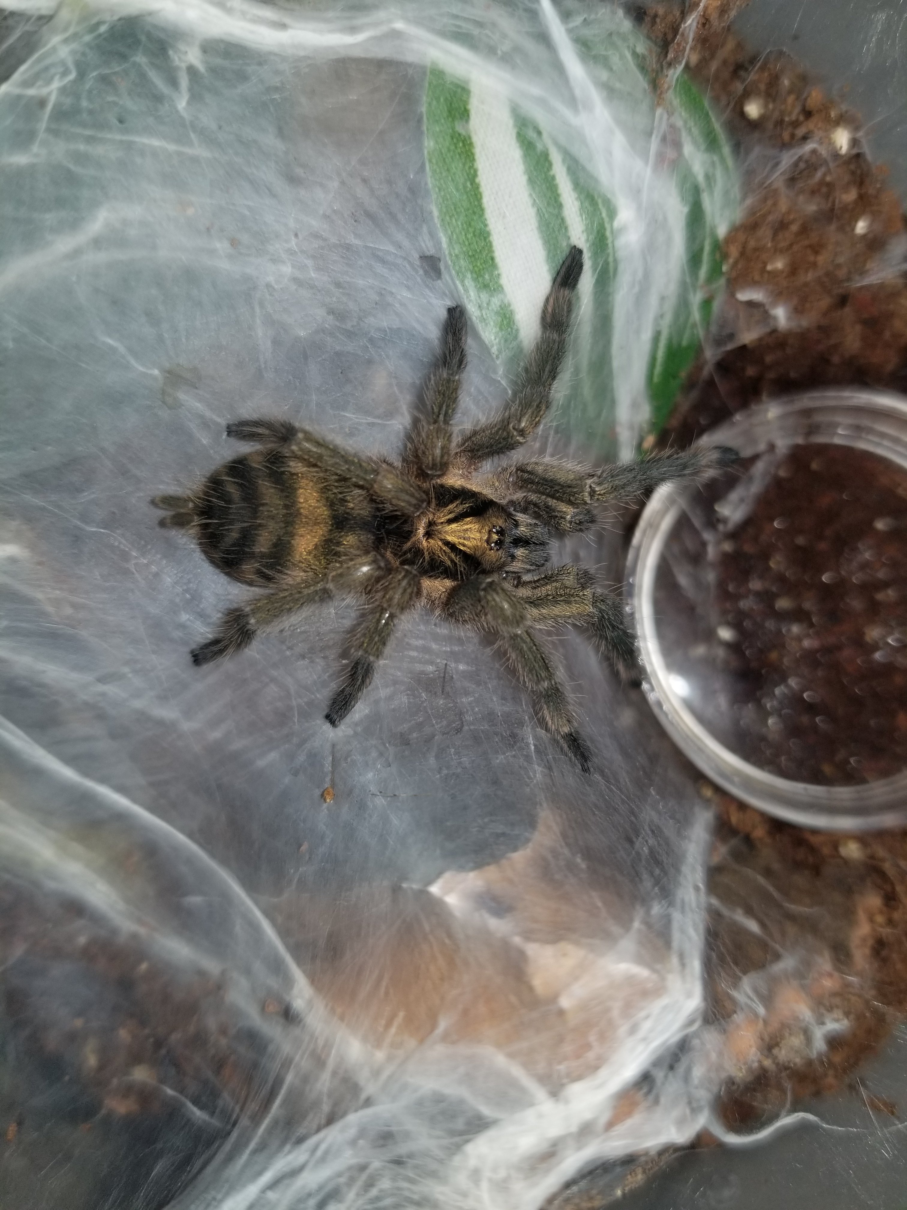 N. incei fresh | Tarantula Forum