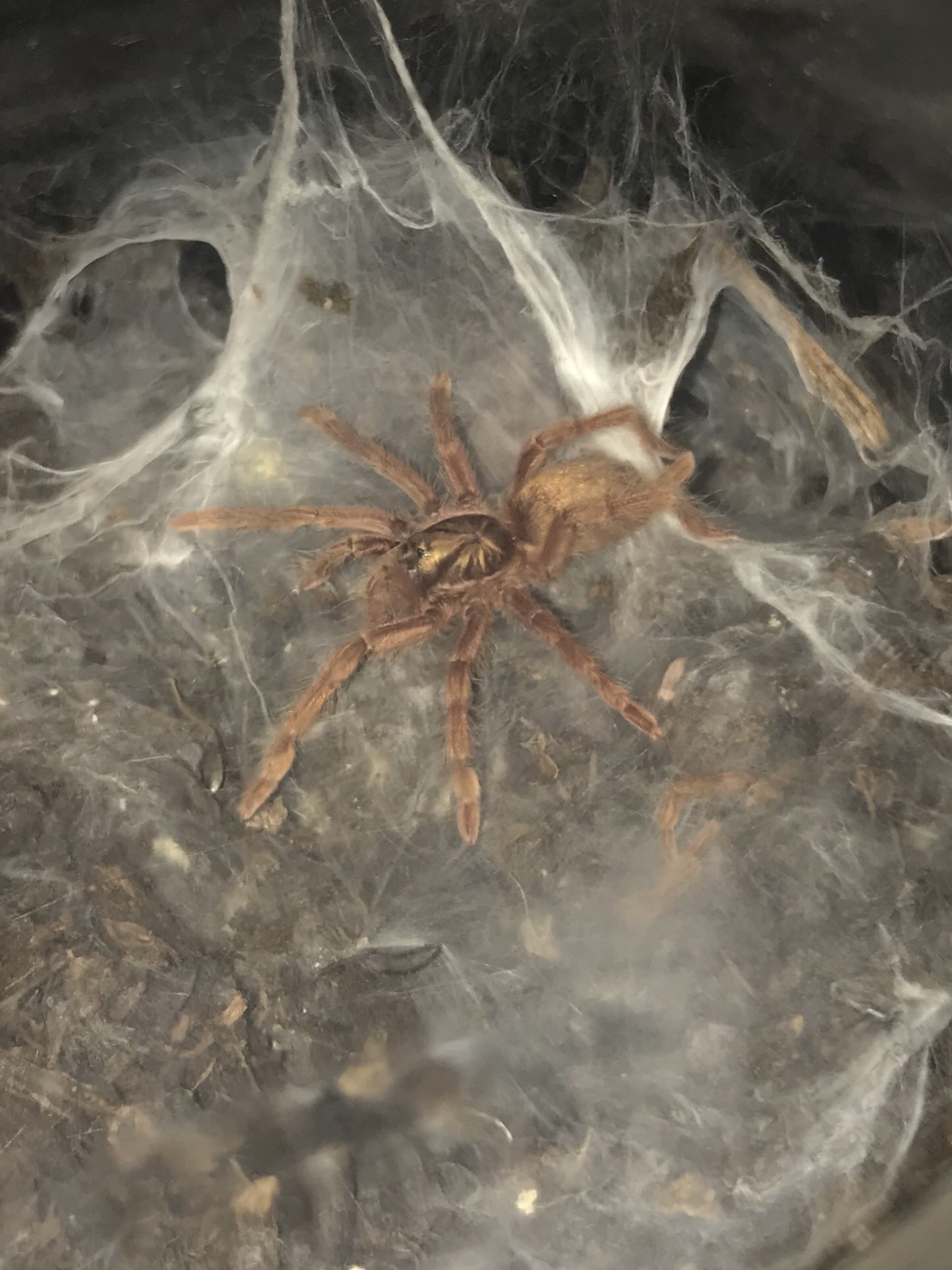 N incei Gold 1” Sling | Tarantula Forum