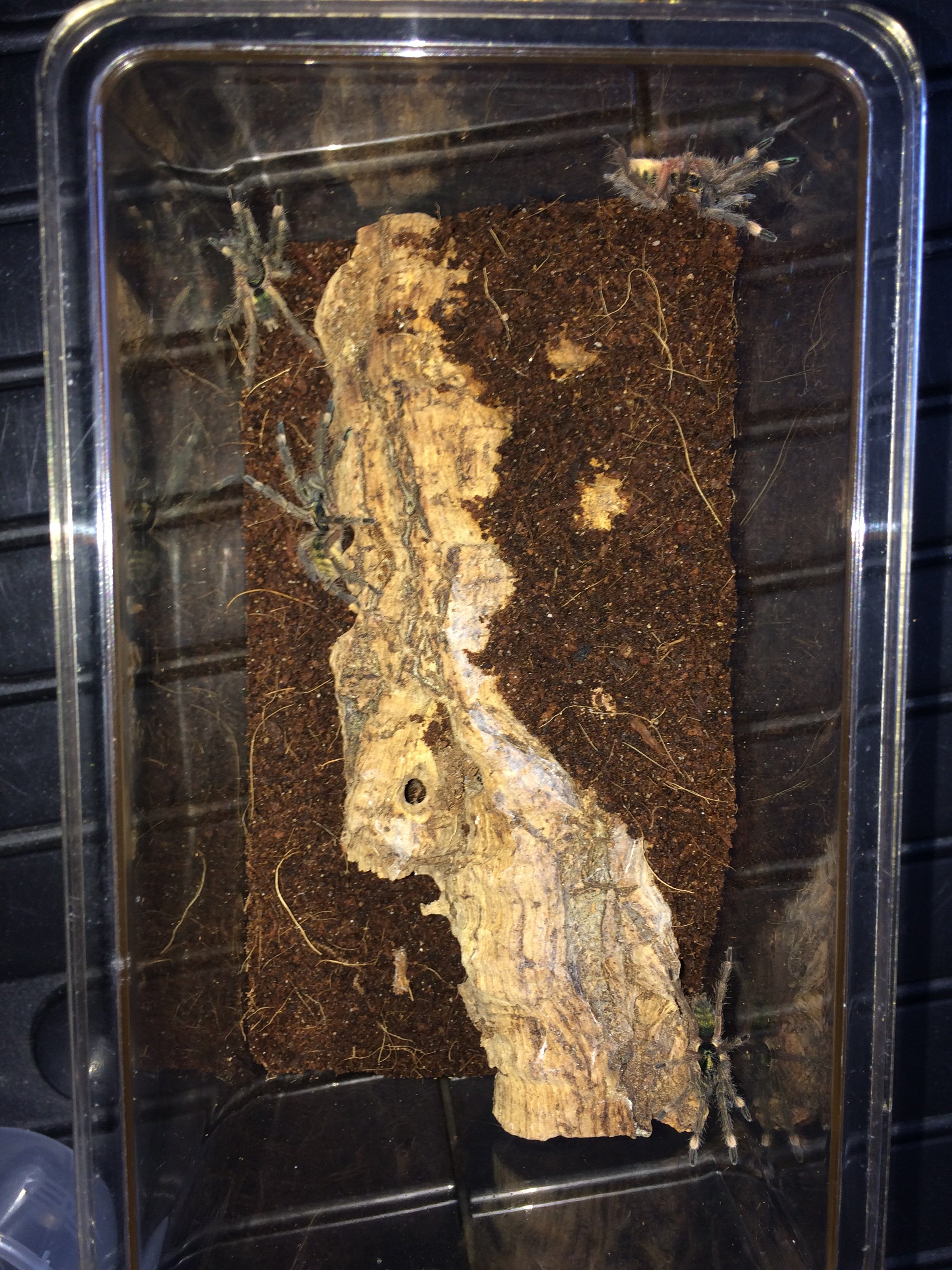 N Incei | Tarantula Forum