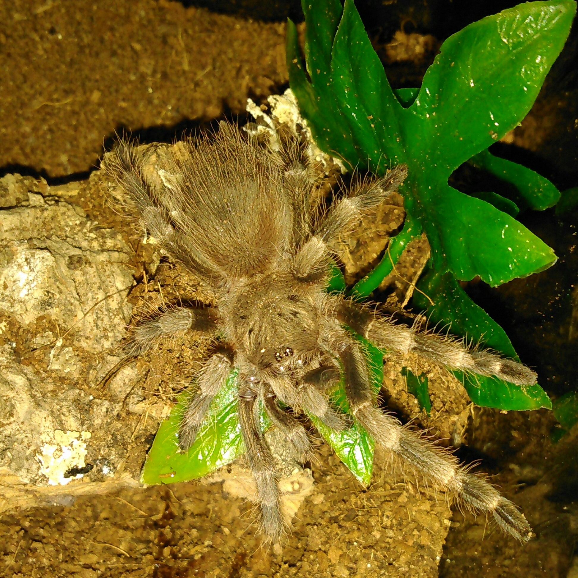 N.tripepii | Tarantula Forum