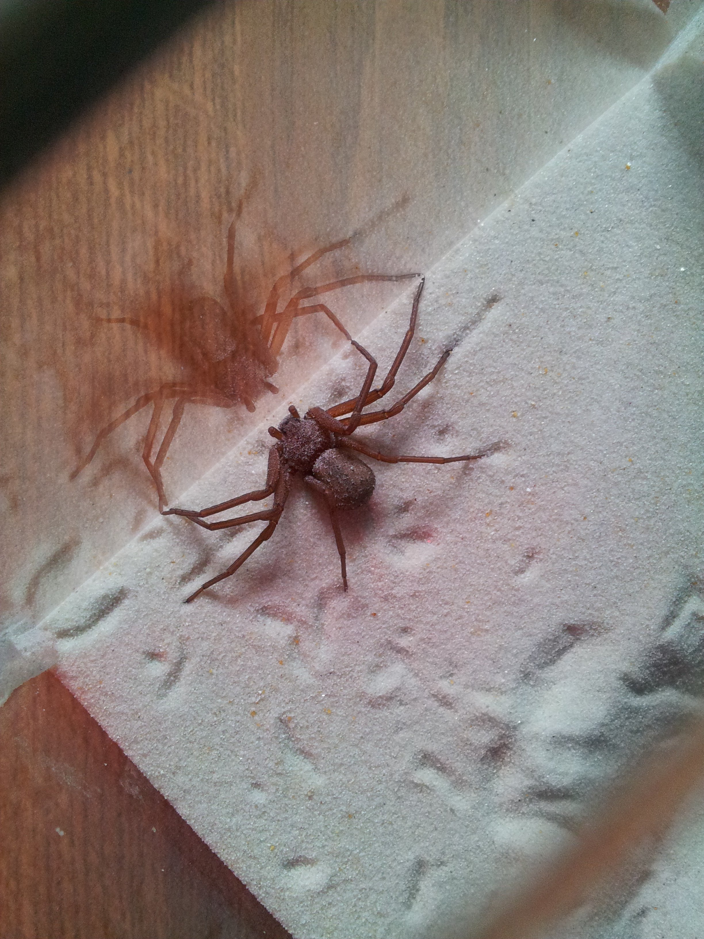 Namibia....Sicarius hahni | Tarantula Forum
