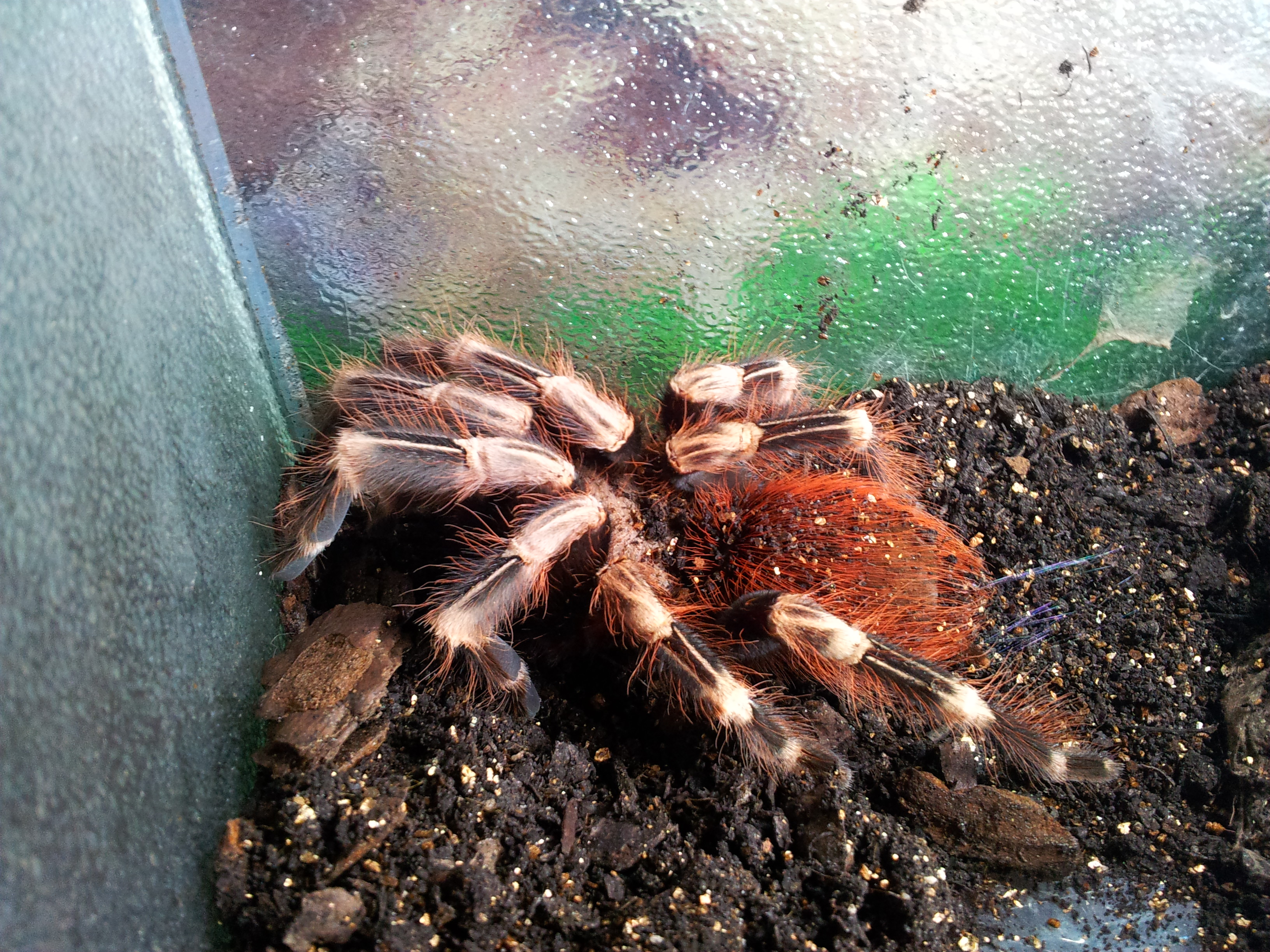 Nemesis......Nhandu chromatus | Tarantula Forum