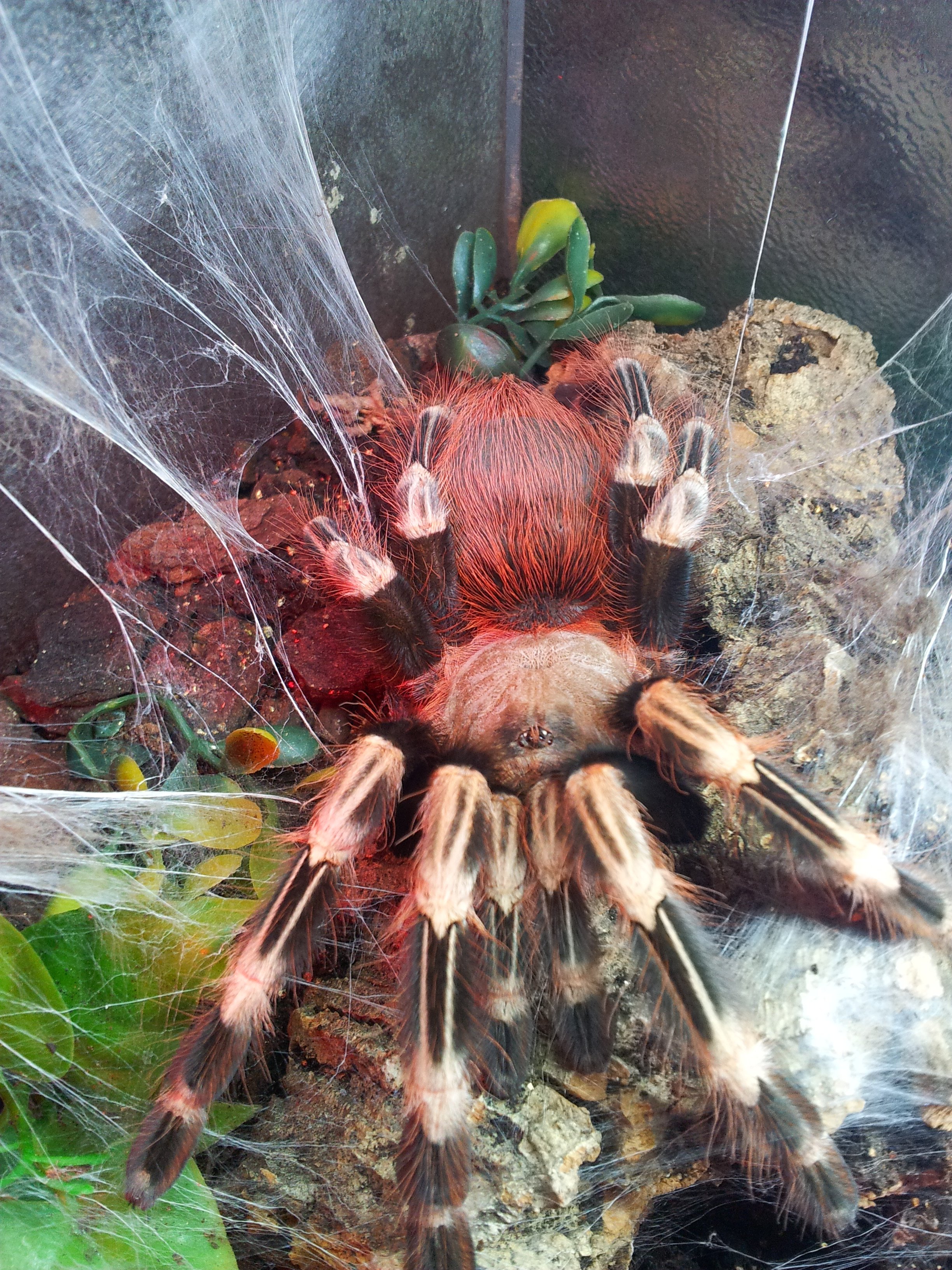 Nemisis..... N chromatus | Tarantula Forum