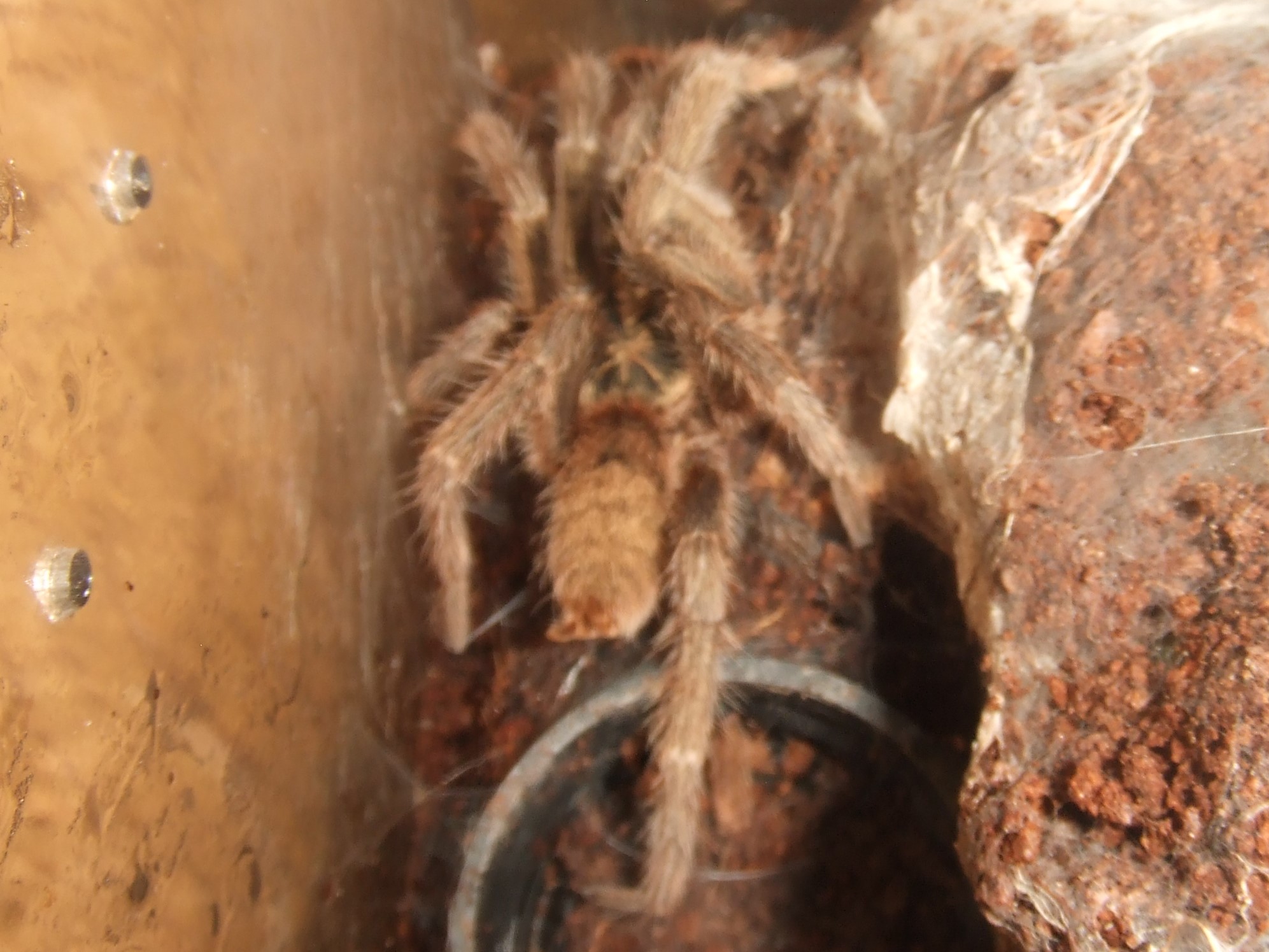 Neoholothele incei - Calypso | Tarantula Forum