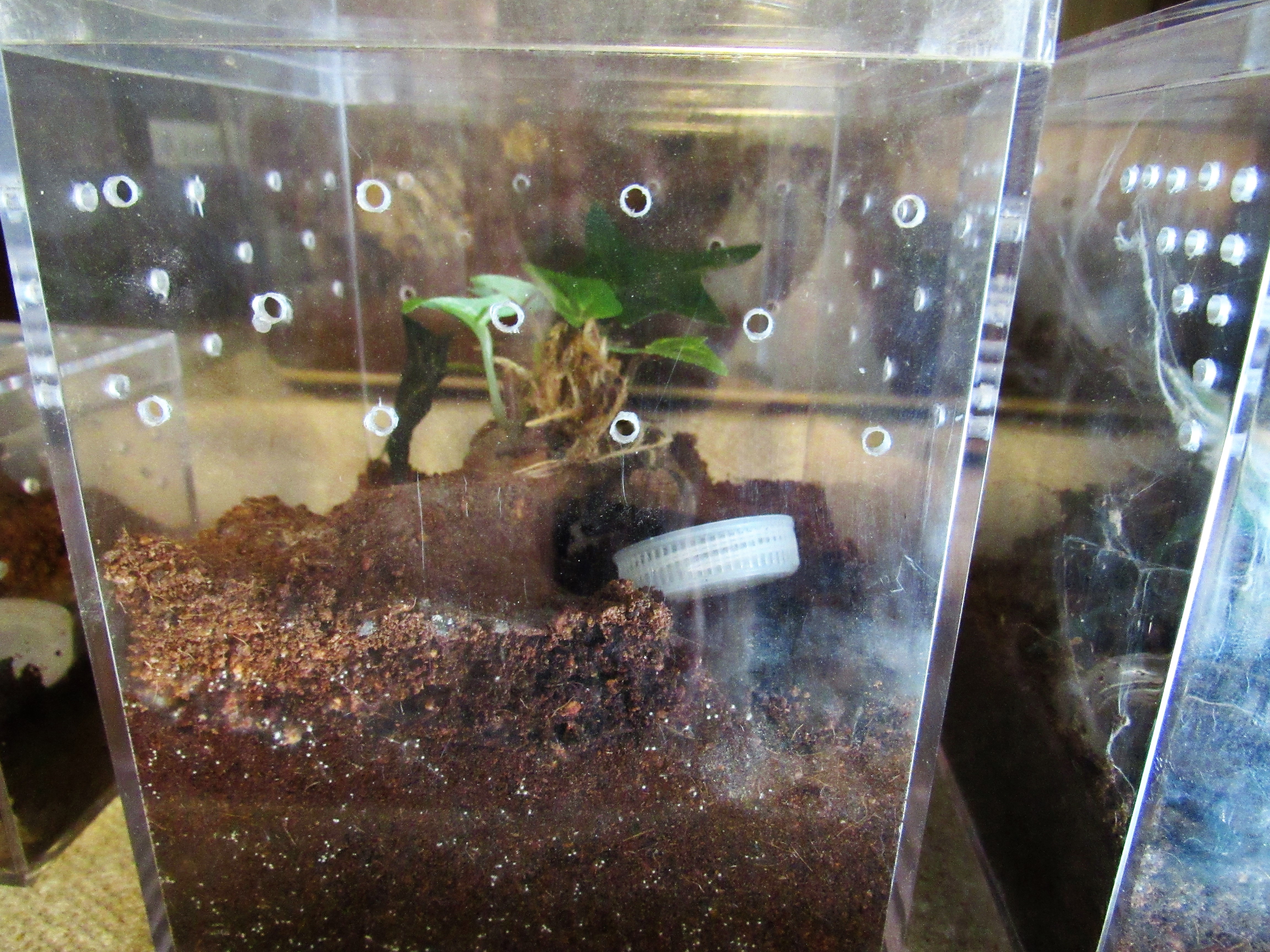 New water dish | Tarantula Forum