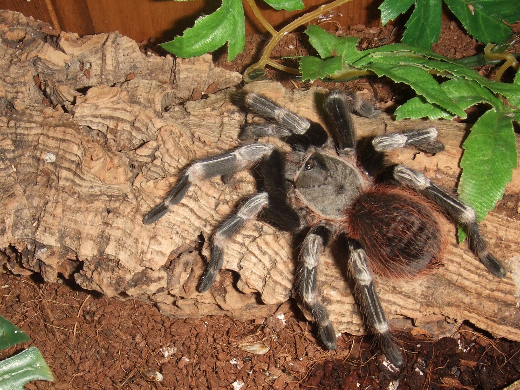 Nhandu chromatus (AF) - Luzia | Tarantula Forum