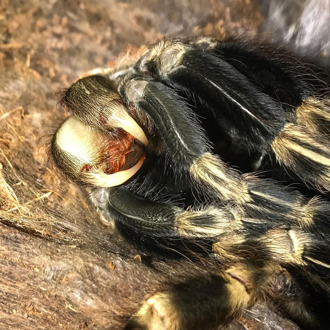 Nhandu chromatus "Eris Morn" | Tarantula Forum