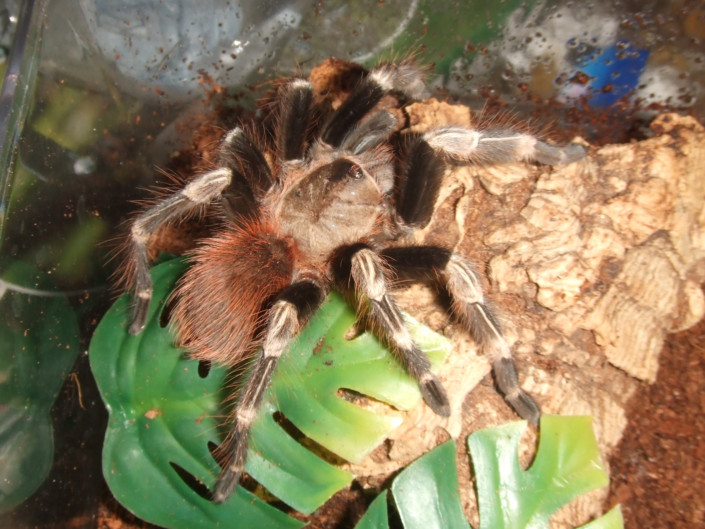 Nhandu chromatus - Luzia | Tarantula Forum