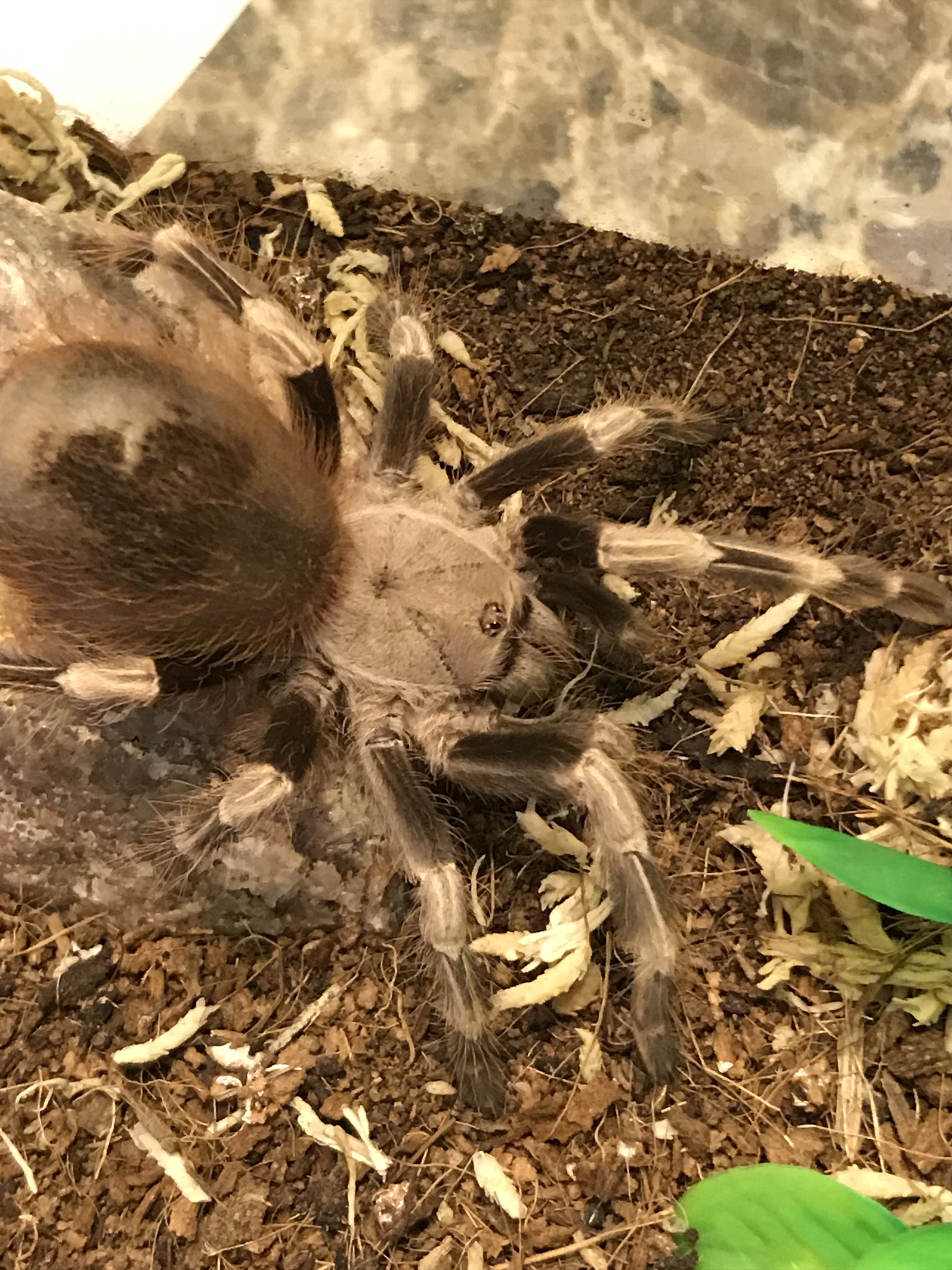 Nhandu Chromatus Male | Tarantula Forum