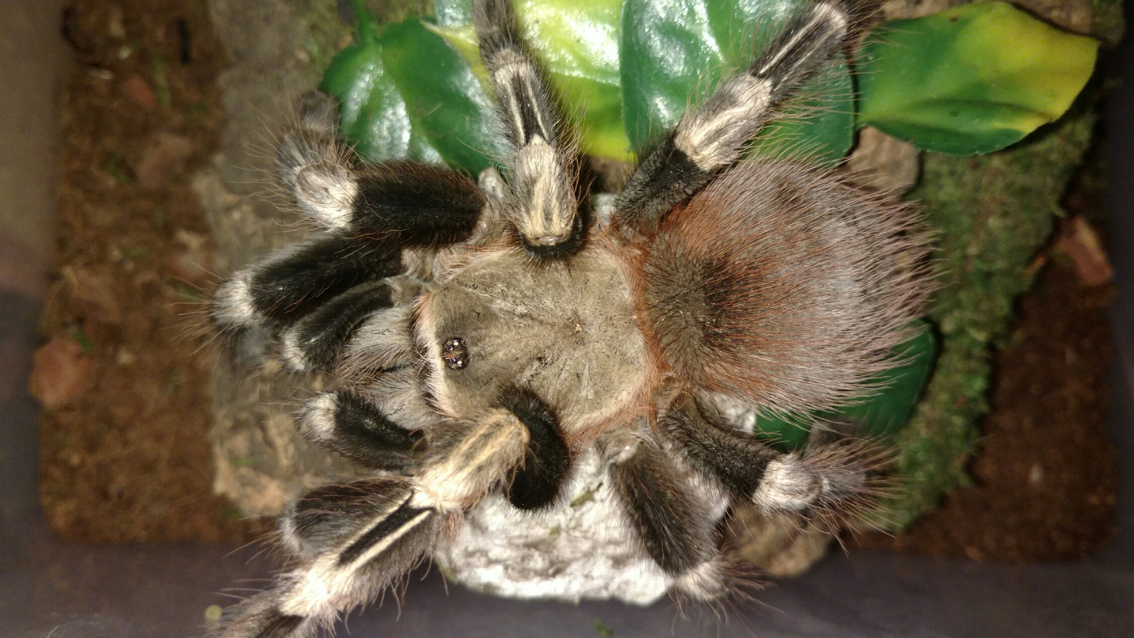 Nhandu chromatus- on sac | Tarantula Forum