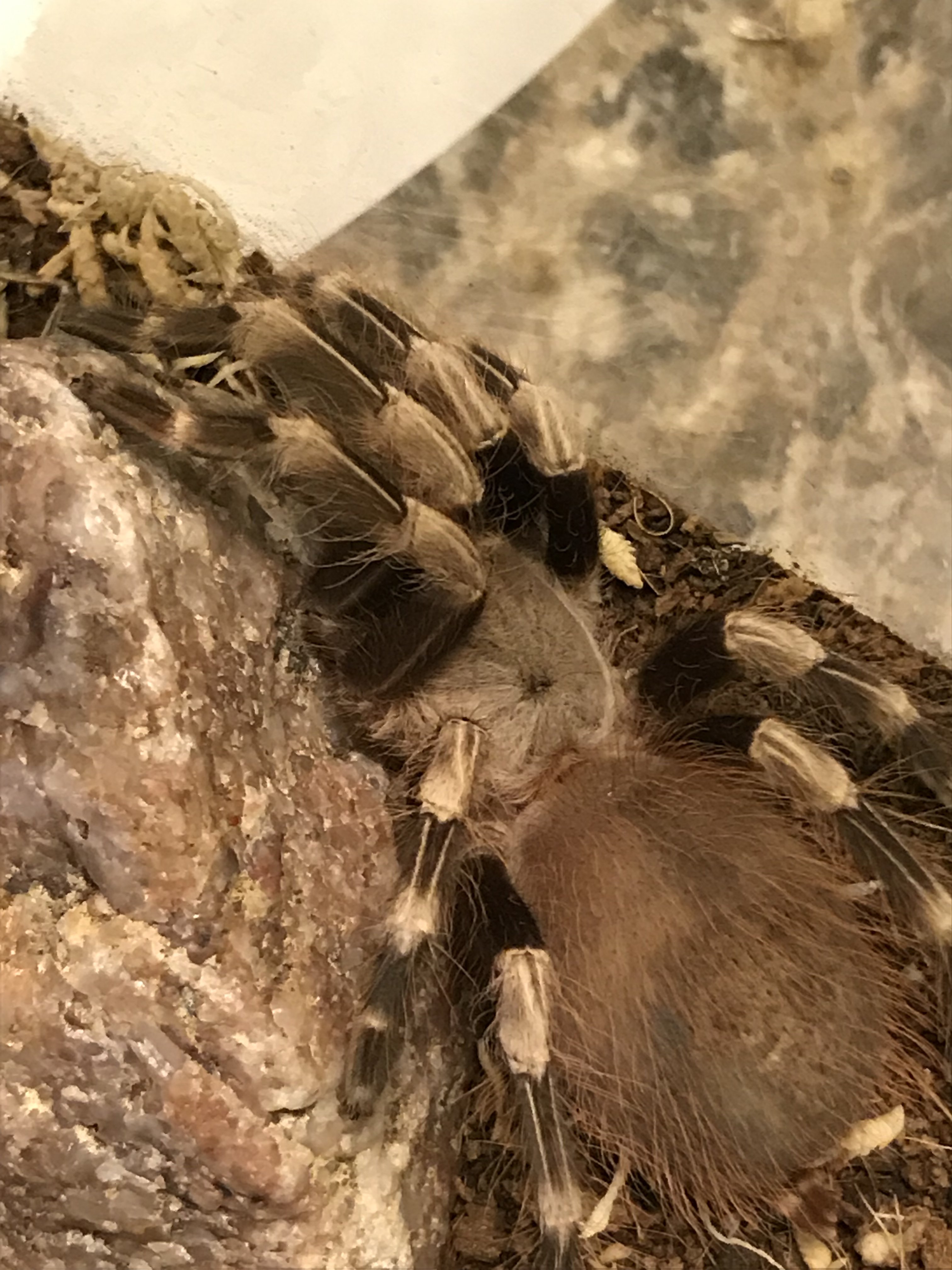 Nhandu Chromatus Premolt Male | Tarantula Forum